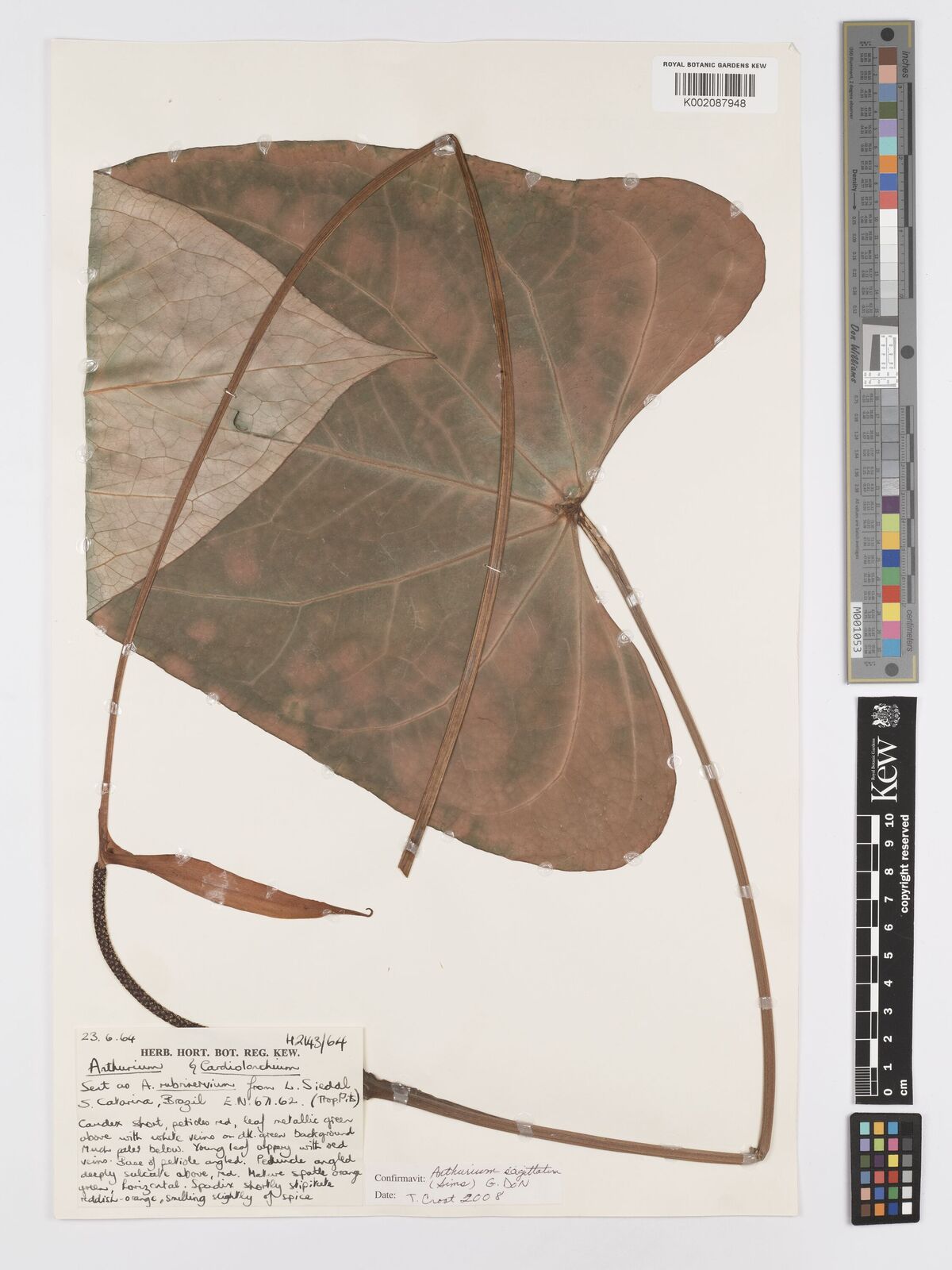 Anthurium sagittale Sodiro | Plants of the World Online | Kew Science