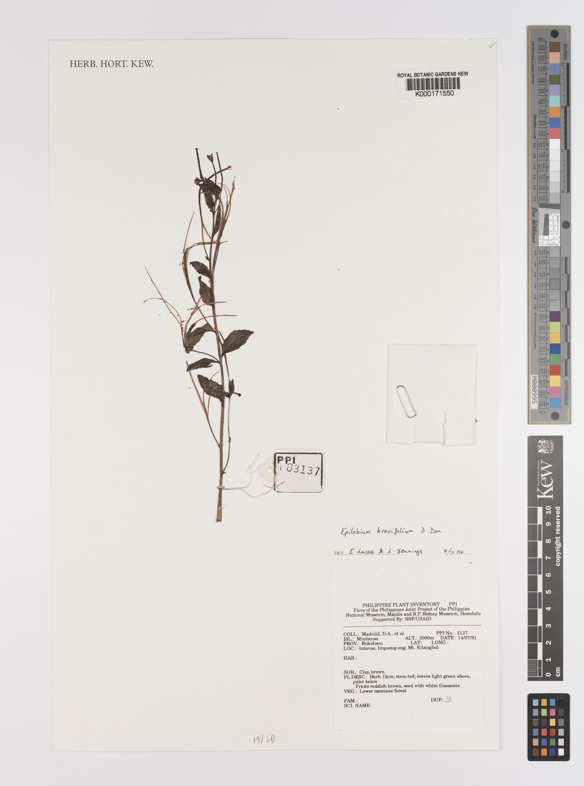 Epilobium brevifolium D.Don | Plants of the World Online | Kew Science