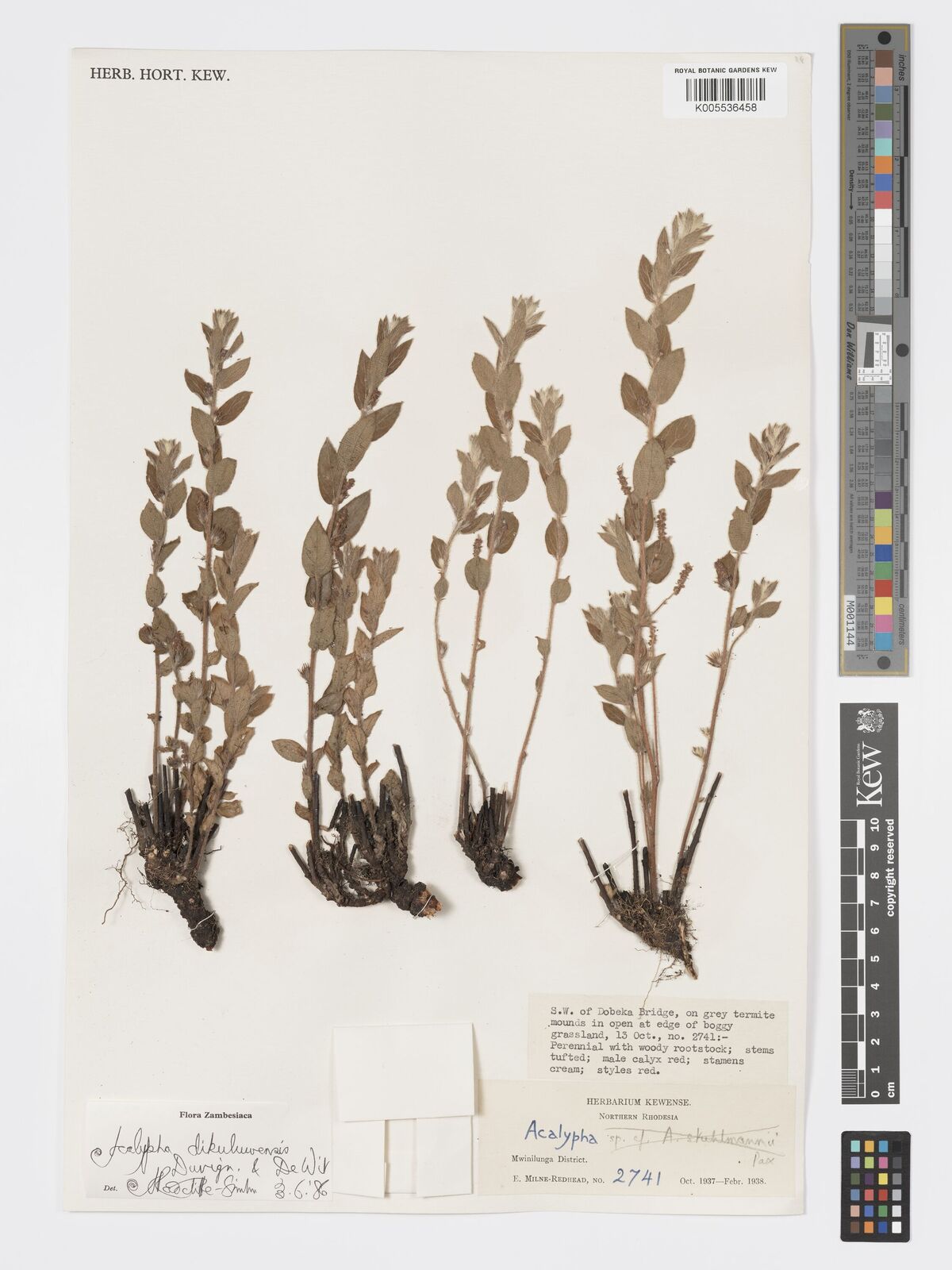 Acalypha dikuluwensis P.A.Duvign. & Dewit | Plants of the World Online ...