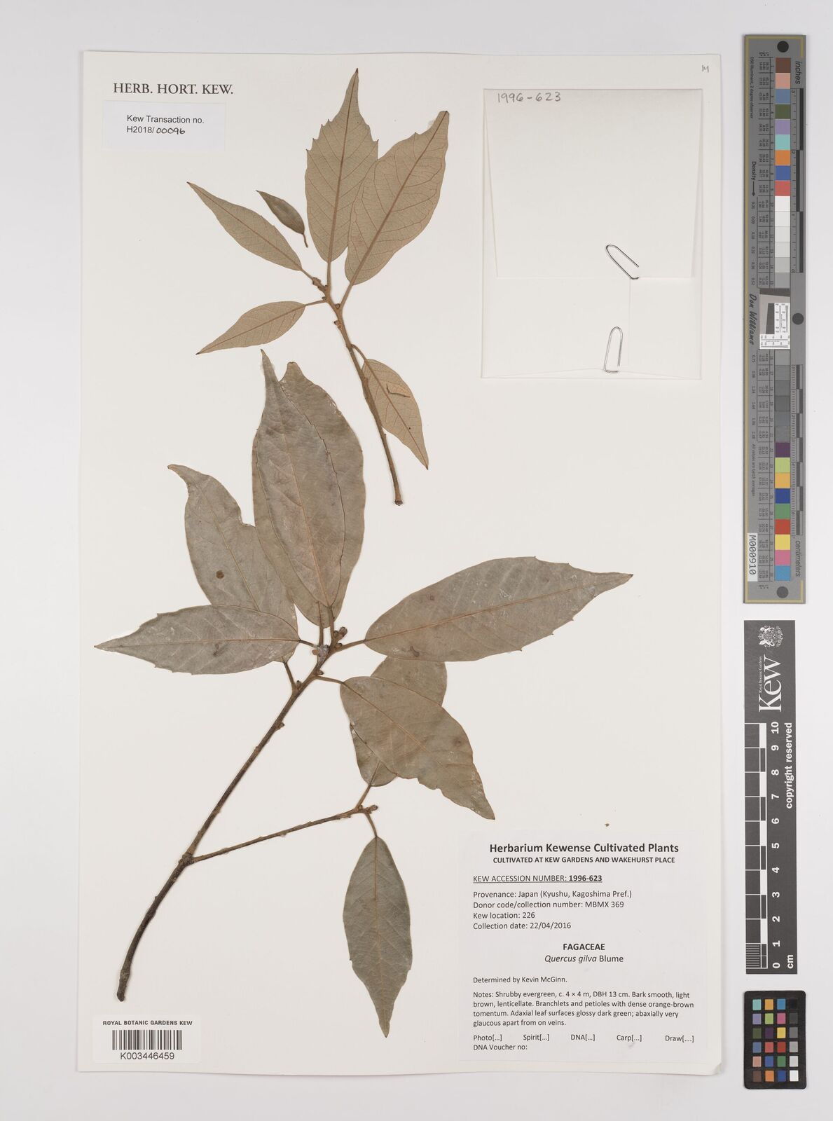Quercus gilva Blume | Plants of the World Online | Kew Science