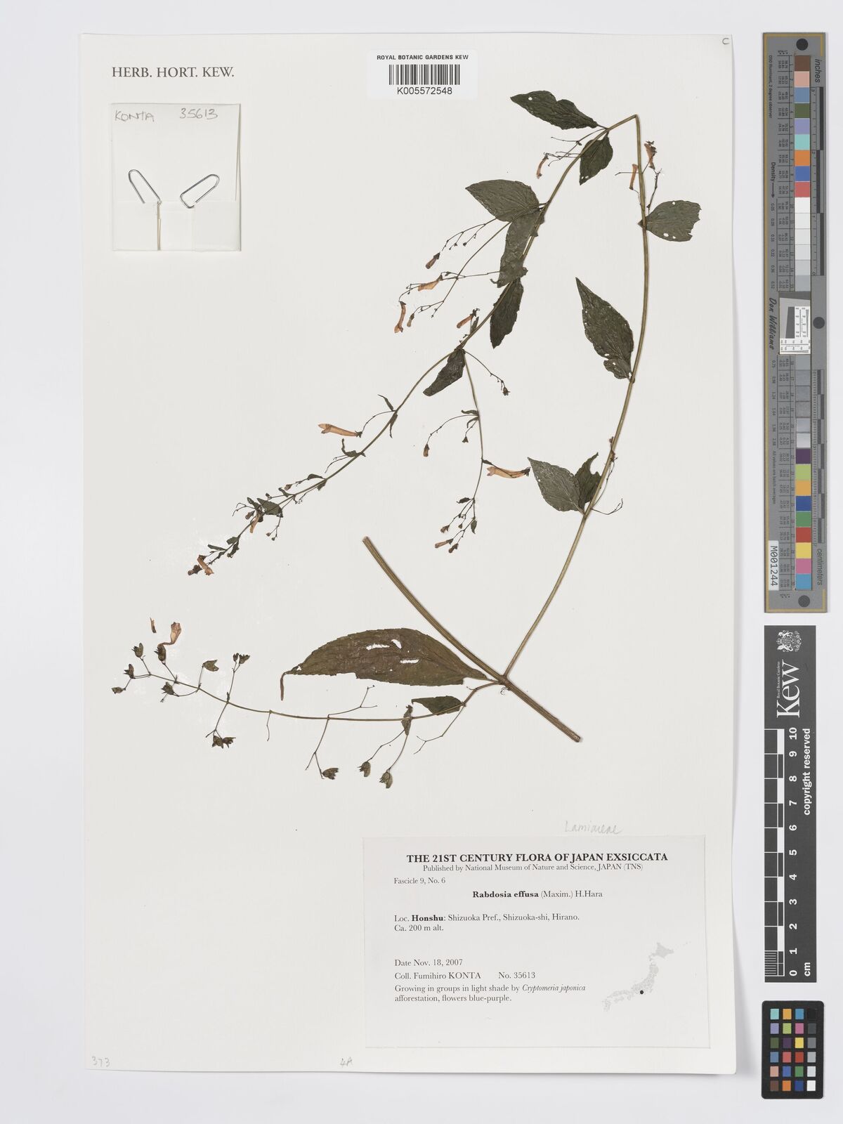 Isodon effusus (Maxim.) H.Hara | Plants of the World Online | Kew Science