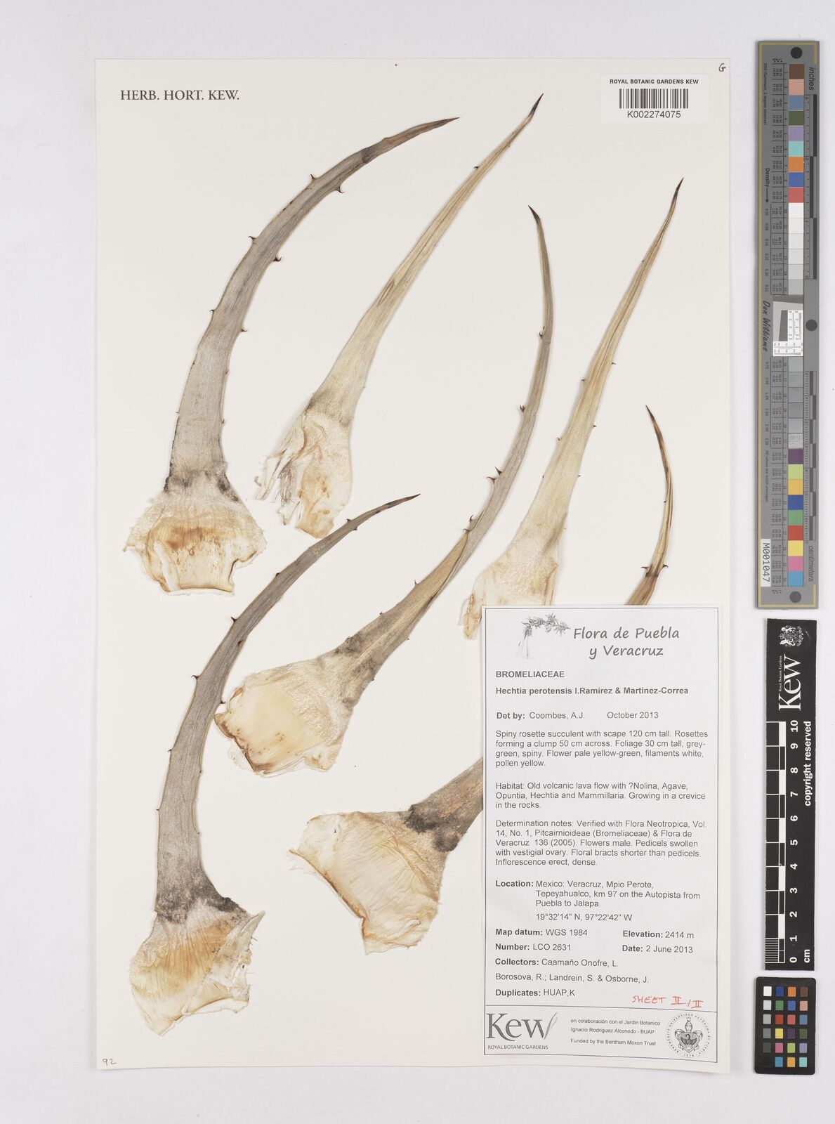 Hechtia perotensis I.Ramírez & Mart.-Correa | Plants of the World ...