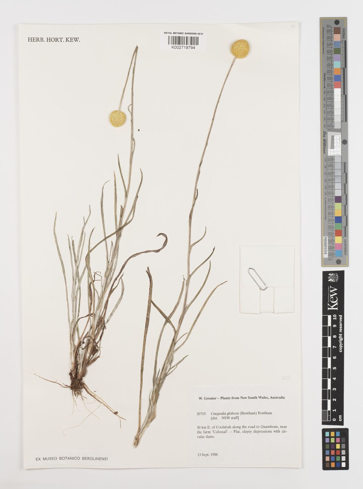 Pycnosorus globosus F.L.Bauer ex Benth. | Plants of the World Online ...