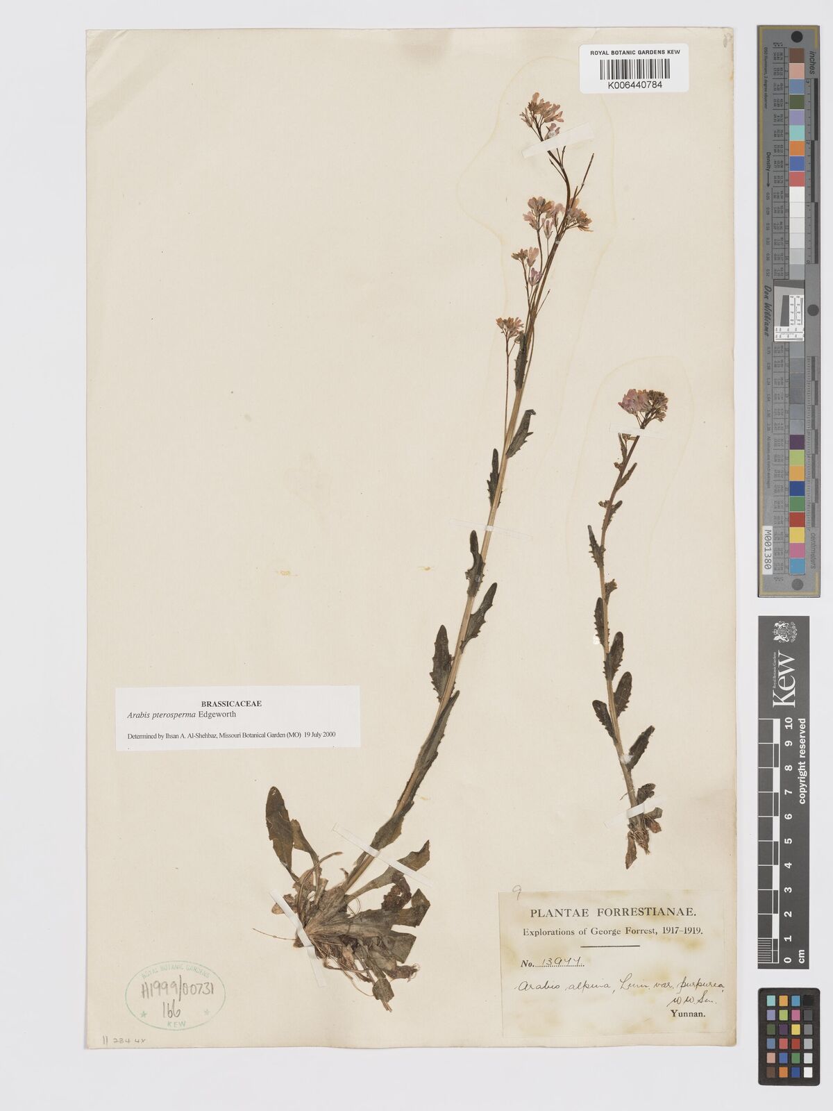 Altriarabis pterosperma (Edgew.) Y.Z.Zhao | Plants of the World Online ...