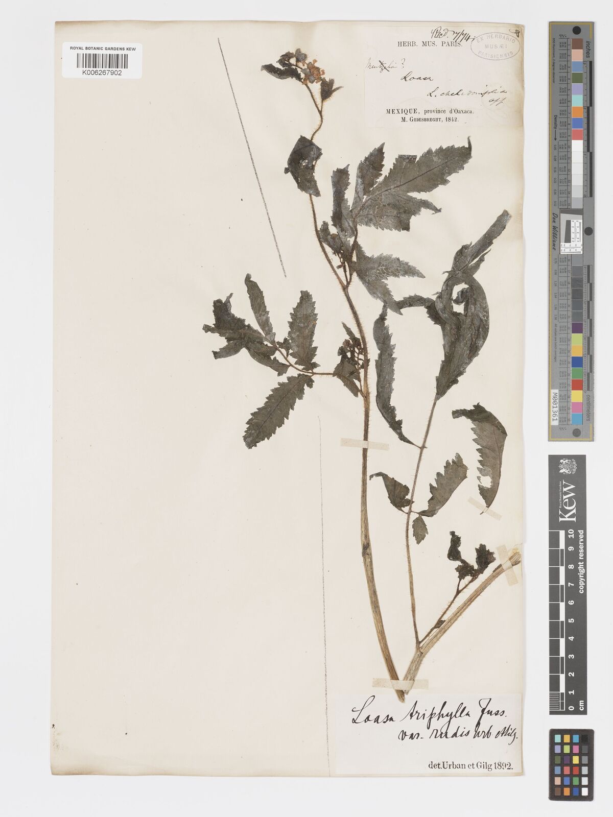 Nasa rudis (Benth.) R.H.Acuña & Weigend | Plants of the World Online ...