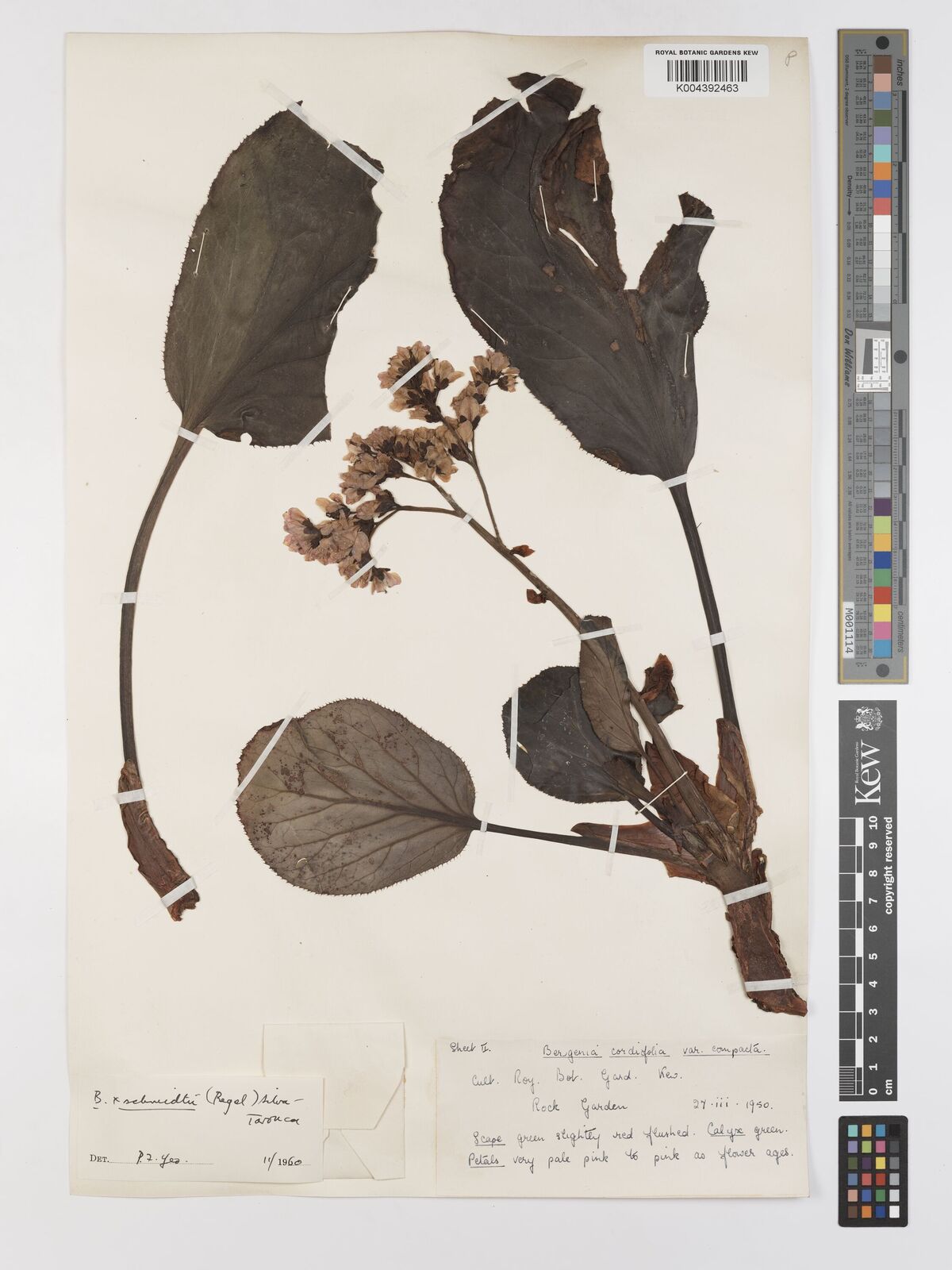 Bergenia × schmidtii (Regel) Silva Tar. | Plants of the World Online ...