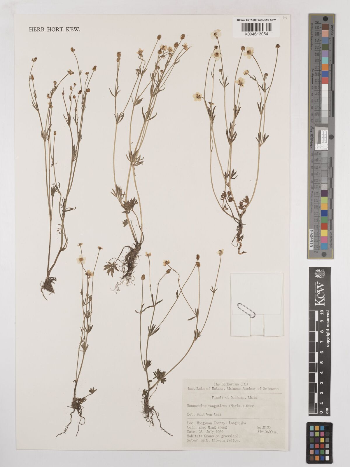 Ranunculus brotherusii var. tanguticus (Maxim.) Tamura | Plants of the ...