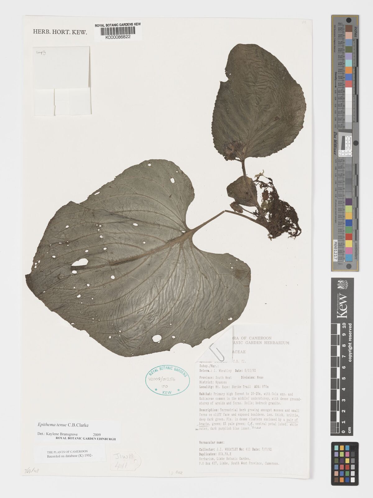 Epithema tenue C.B.Clarke | Plants of the World Online | Kew Science