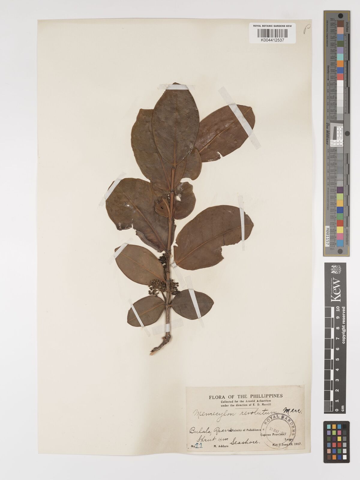 Memecylon littorale Merr. | Plants of the World Online | Kew Science