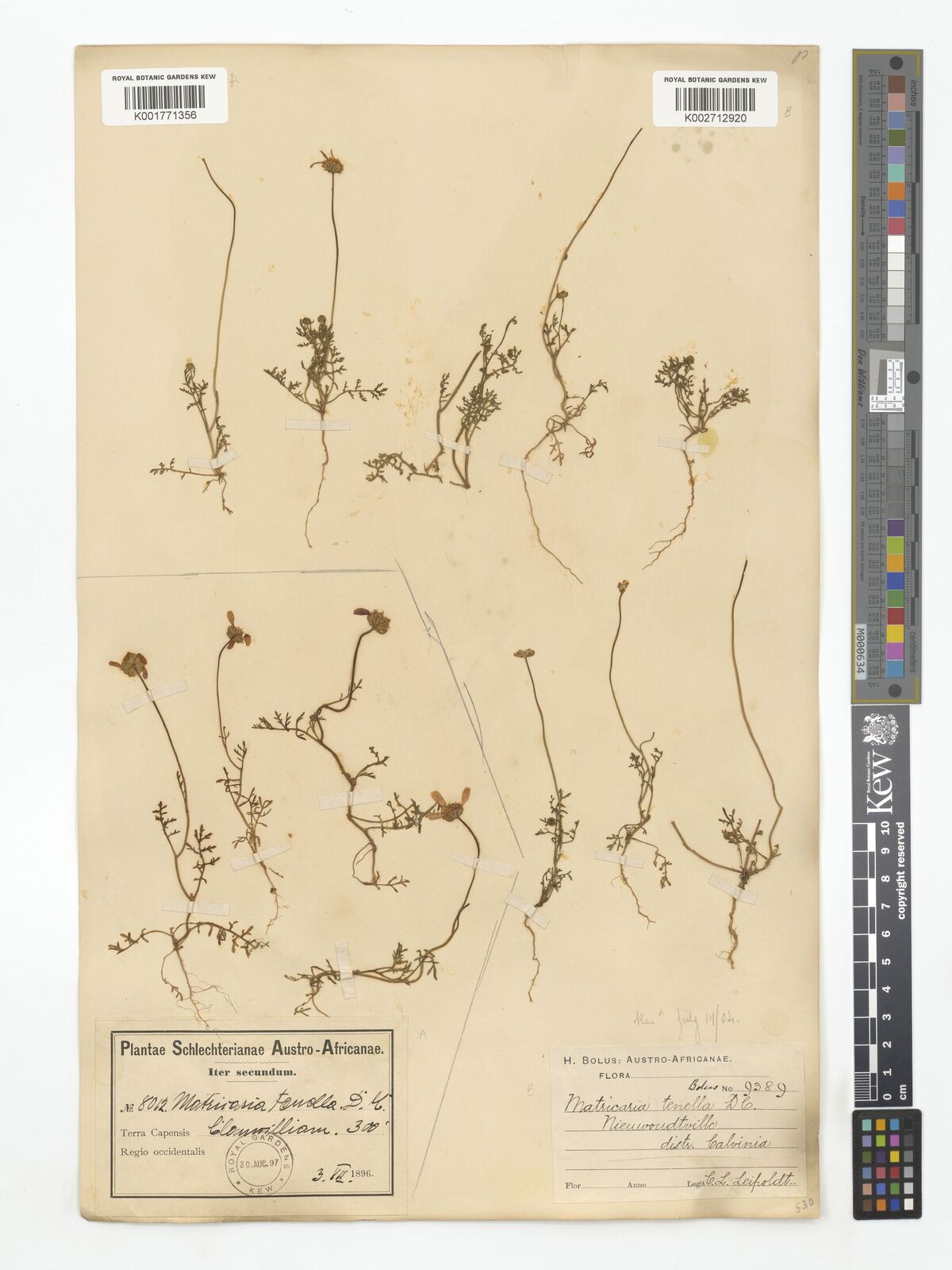 Foveolina tenella (DC.) Källersjö | Plants of the World Online | Kew ...