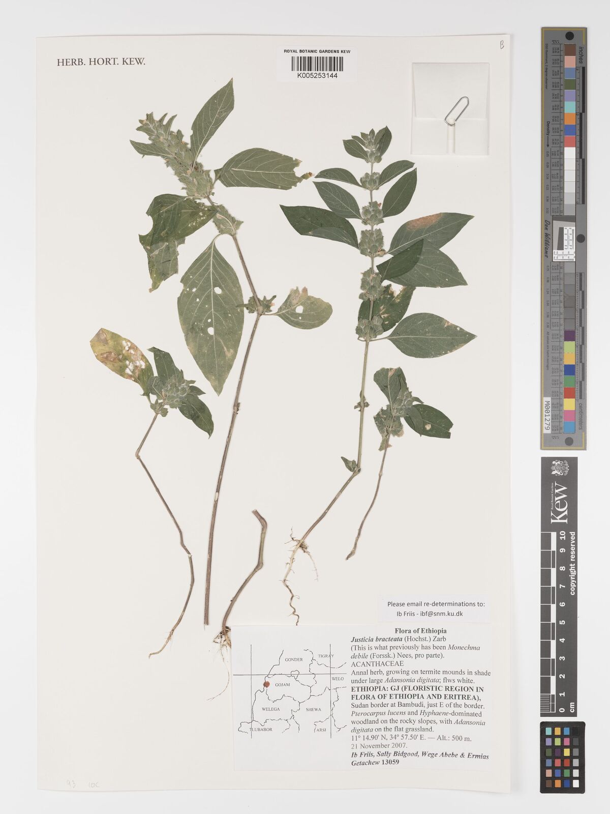 Meiosperma debile (Forssk.) I.Darbysh. & E.A.Tripp | Plants of the ...