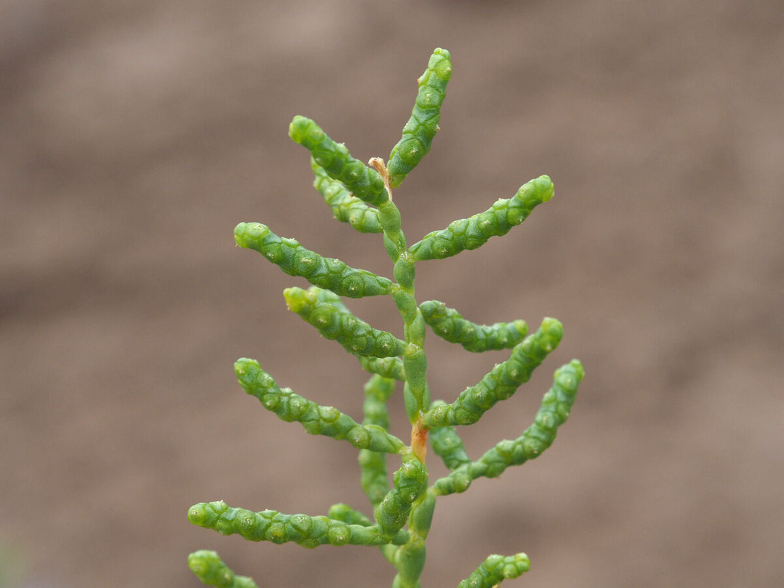 Kalidium Moq. | Plants of the World Online | Kew Science