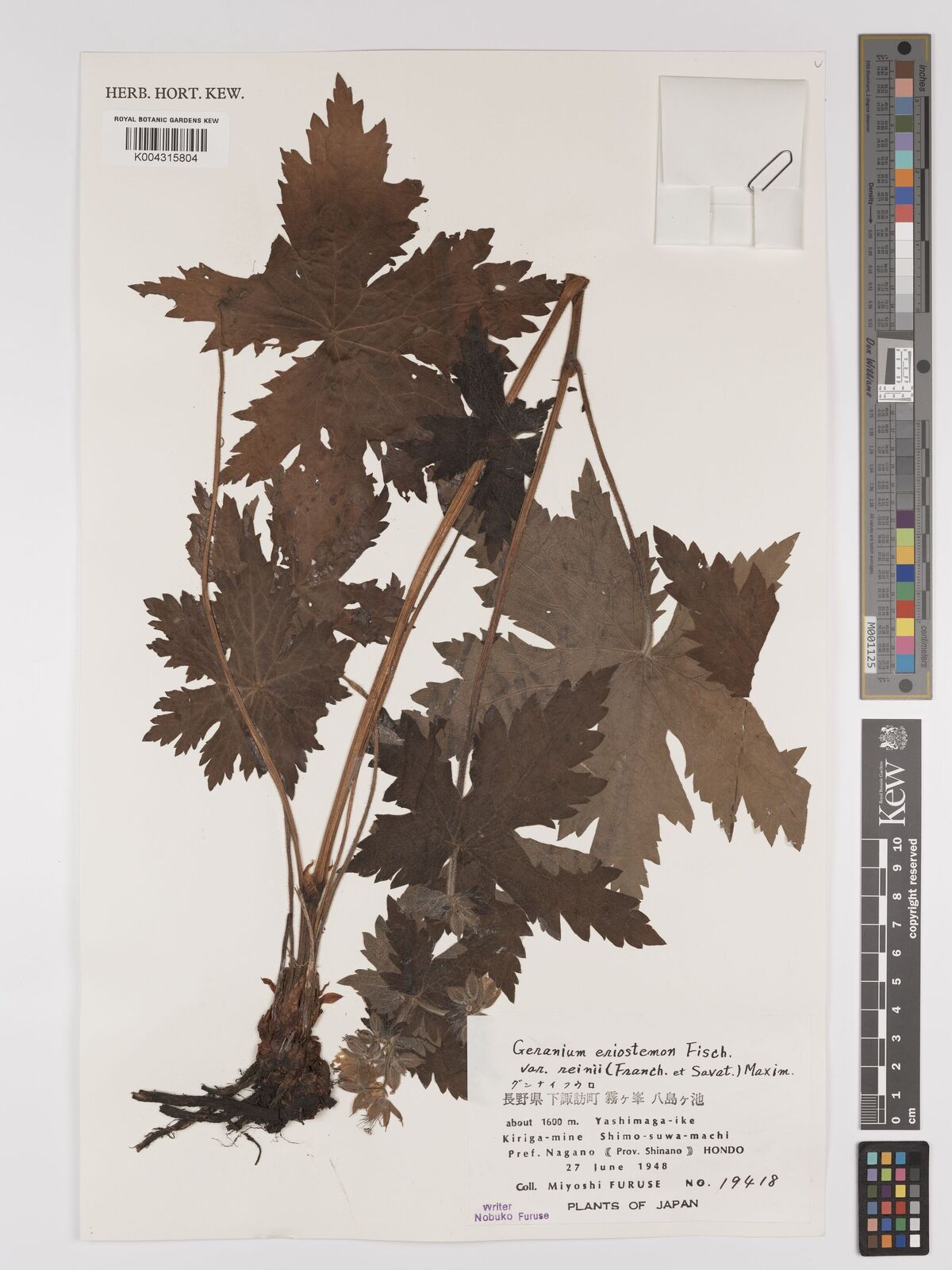 Geranium reinii Franch. & Sav. | Plants of the World Online | Kew Science