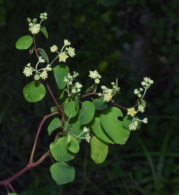 Helinus integrifolius (Lam.) Kuntze | Plants of the World Online | Kew ...
