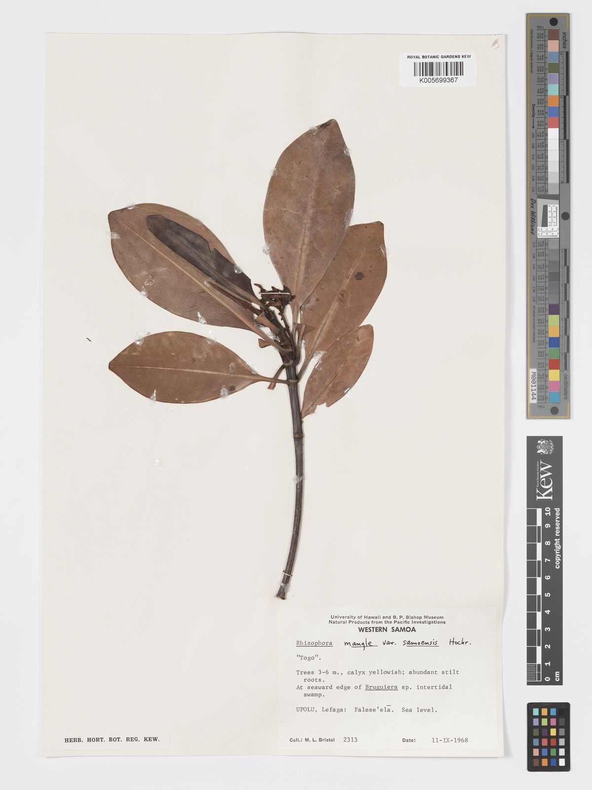 Rhizophora samoensis (Hochr.) Salvoza | Plants of the World Online ...