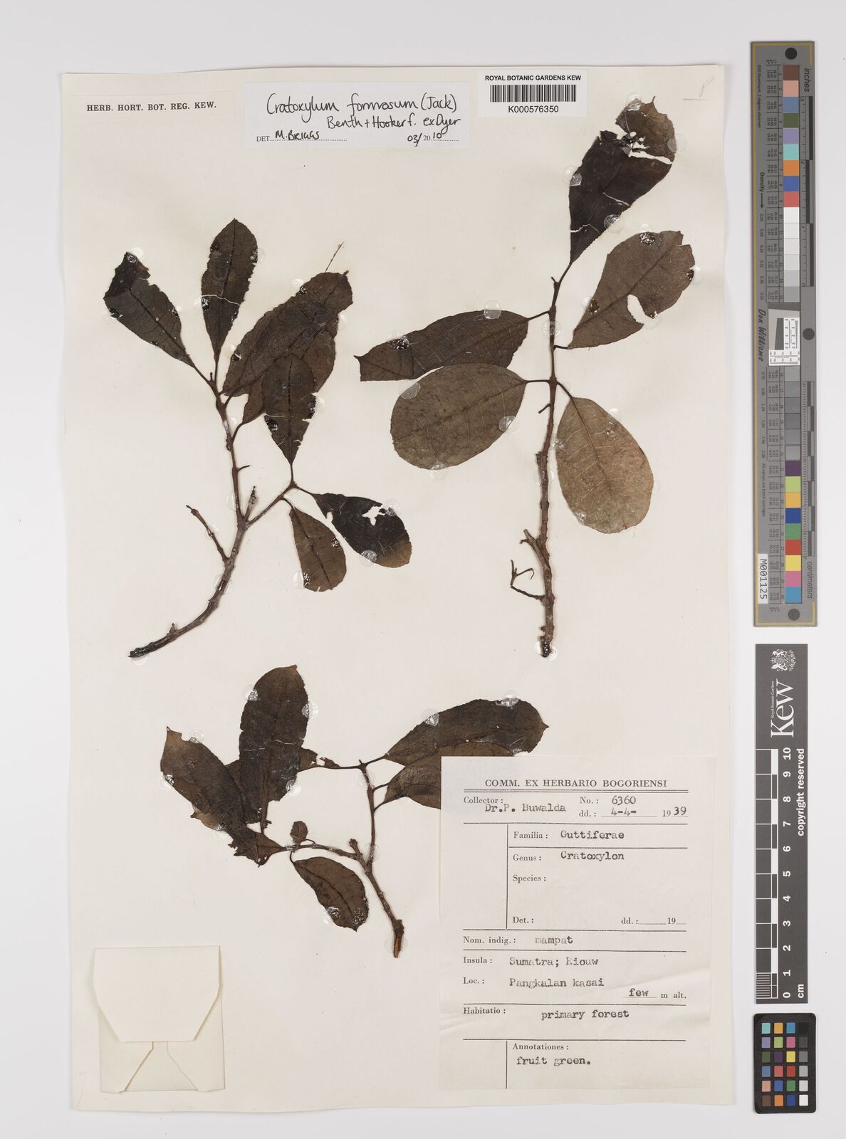 Cratoxylum formosum subsp. formosum | Plants of the World Online | Kew ...