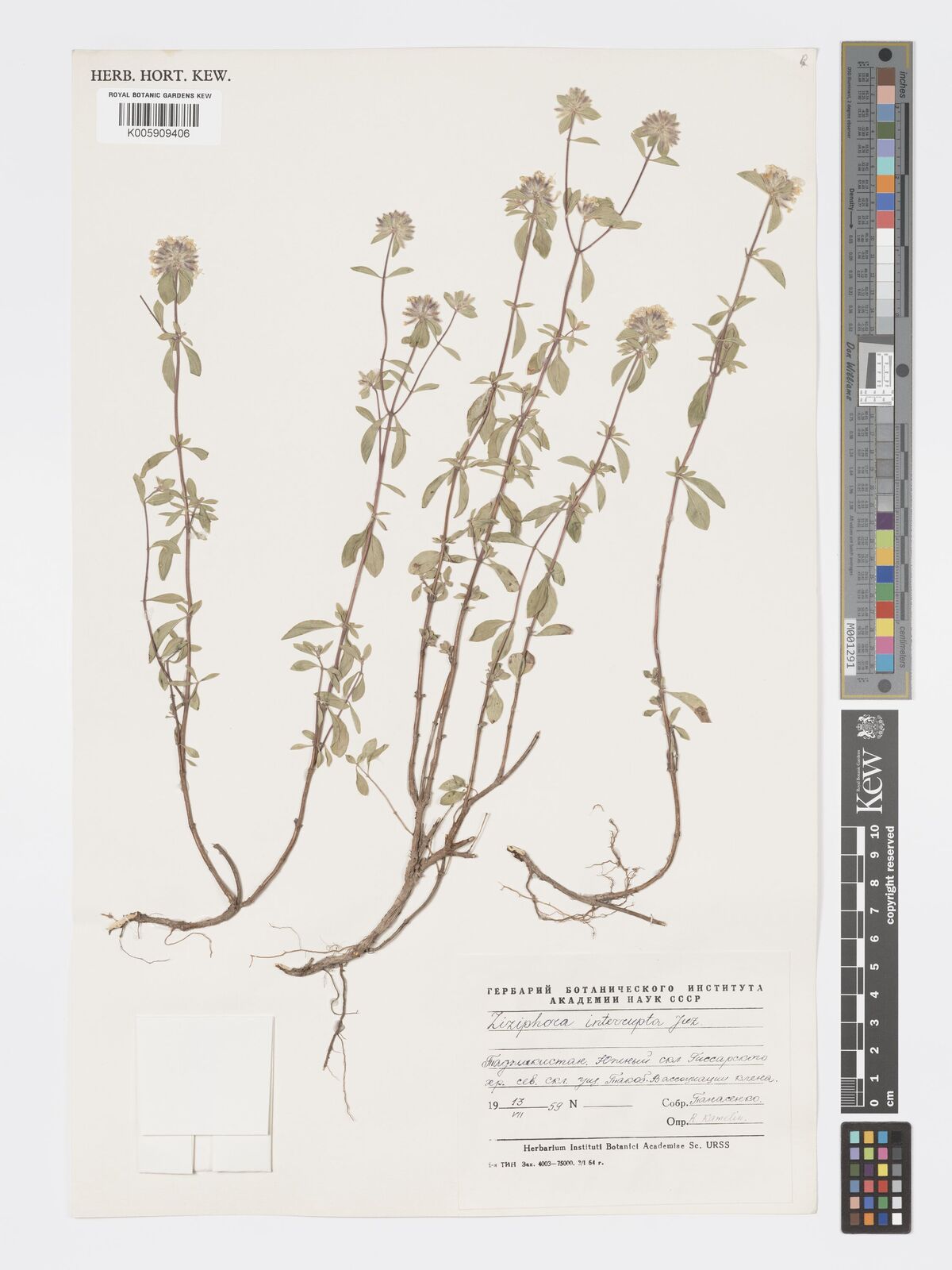 Ziziphora clinopodioides subsp. interrupta (Juz.) Sennikov | Plants of ...