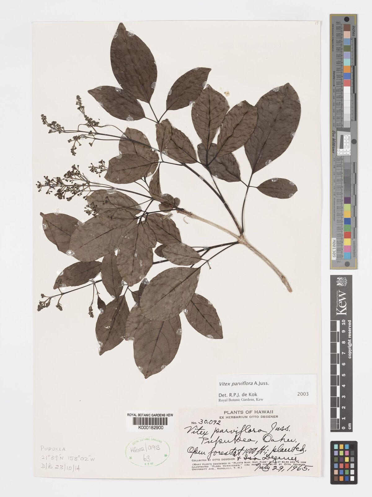 Vitex parviflora A.Juss. | Plants of the World Online | Kew Science