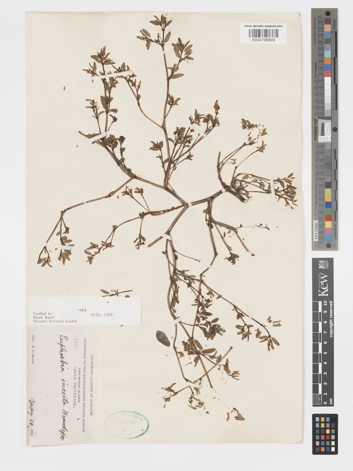 Euphorbia incerta Brandegee | Plants of the World Online | Kew Science