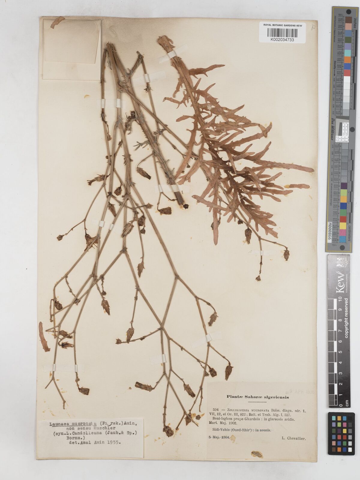 Launaea mucronata (Forssk.) Muschl. | Plants of the World Online | Kew ...