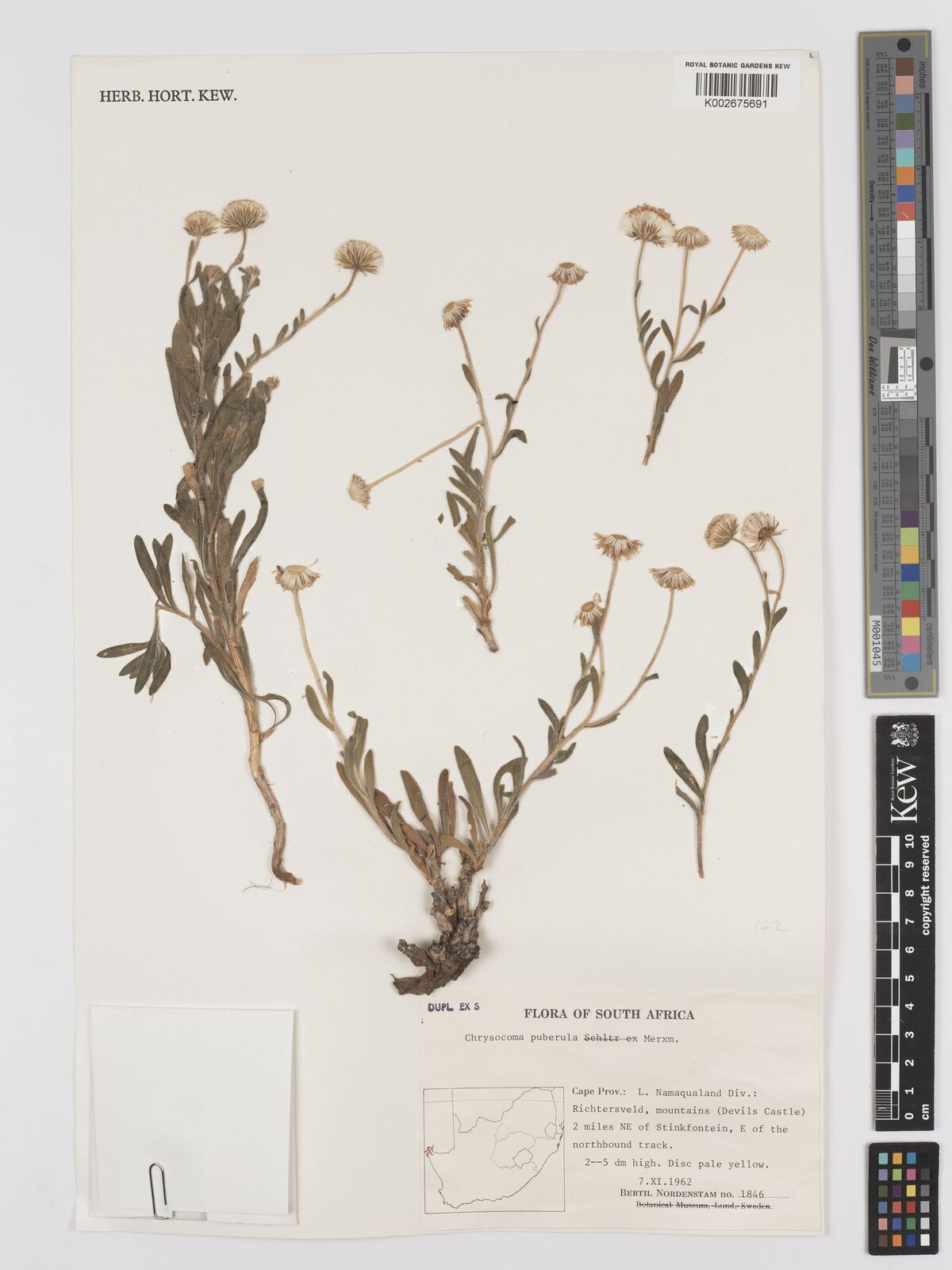 Chrysocoma puberula Schltr. ex Merxm. | Plants of the World Online ...
