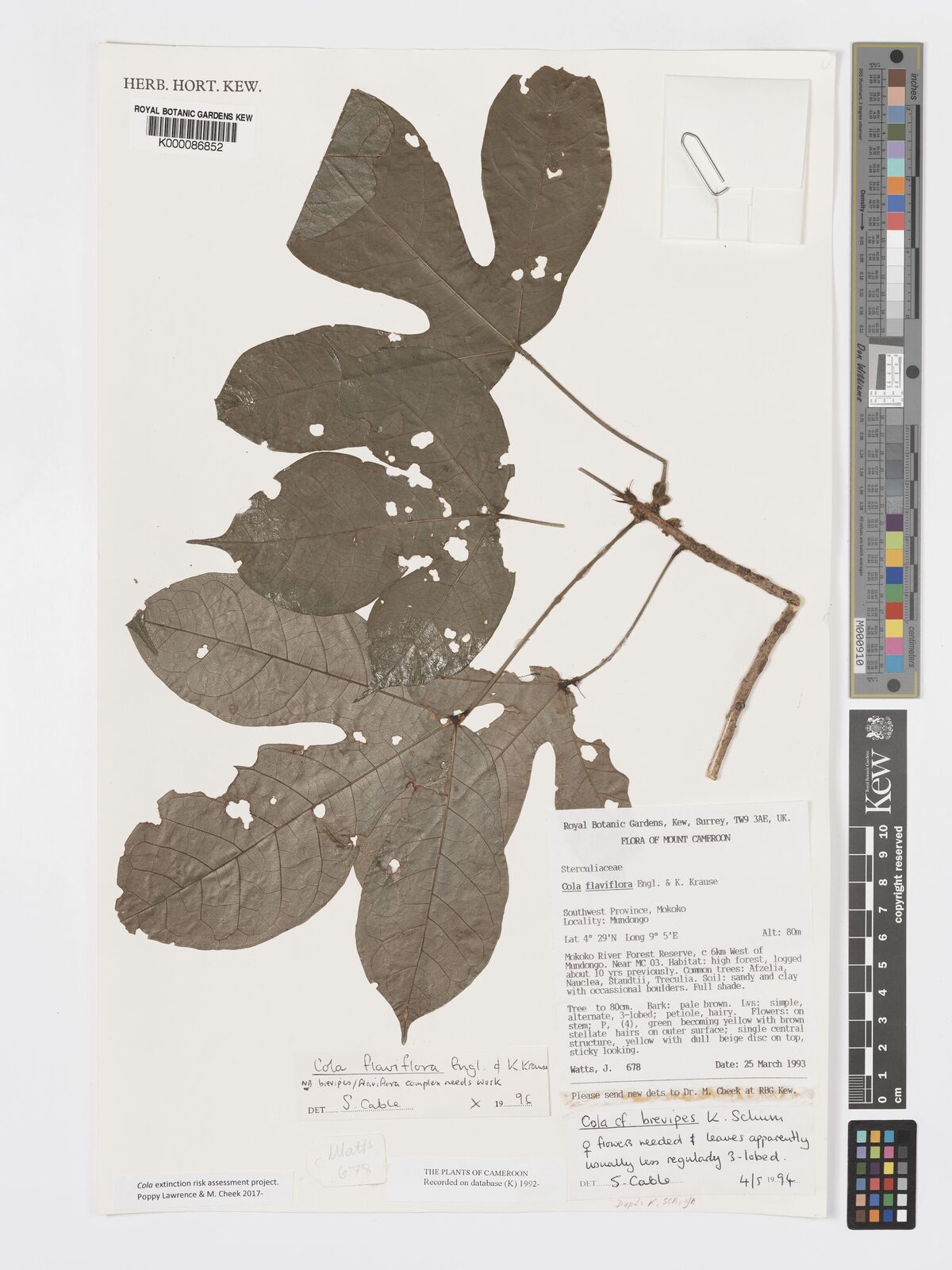 Cola flaviflora Engl. & K.Krause | Plants of the World Online | Kew Science