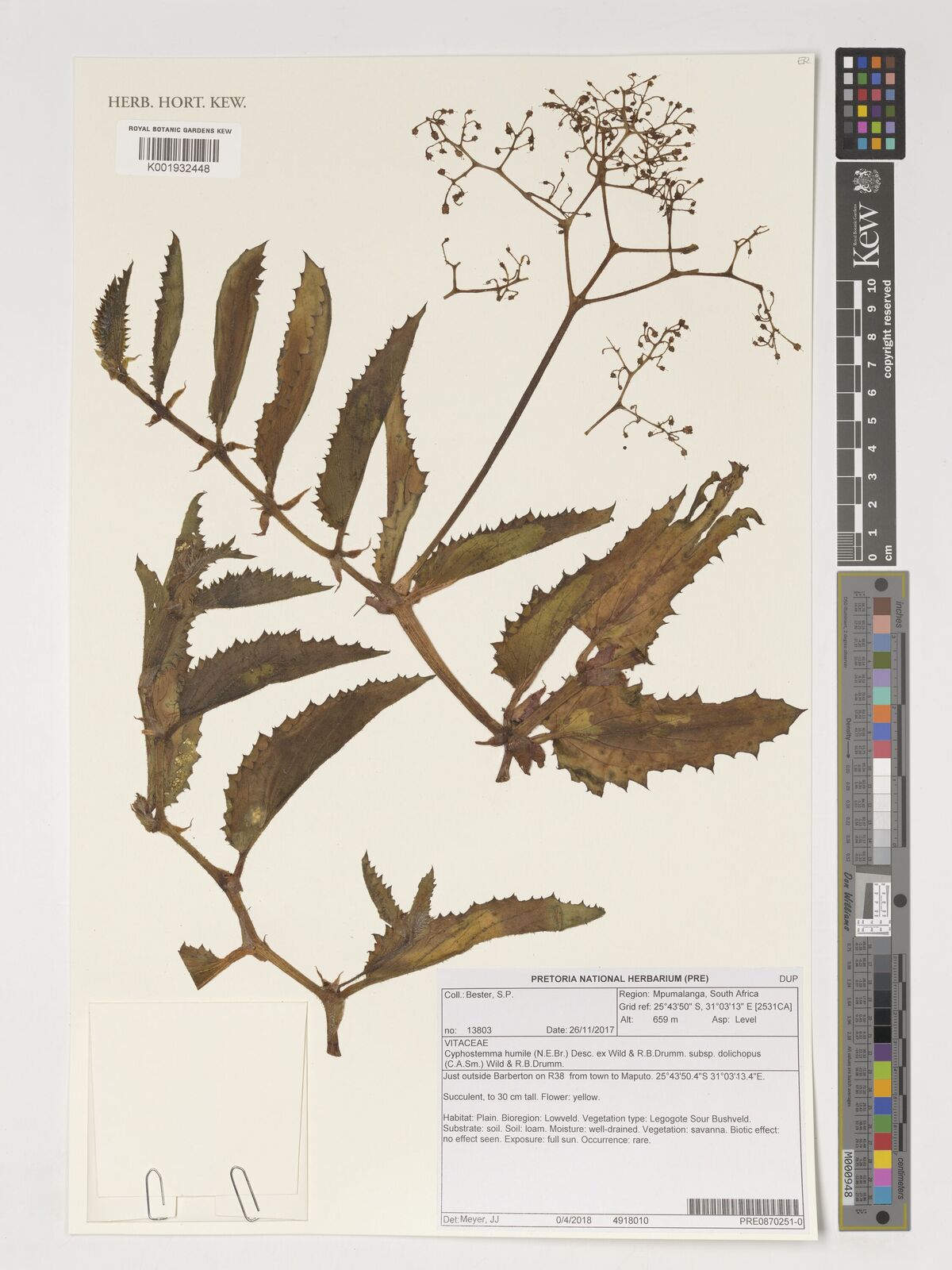 Cyphostemma humile subsp. dolichopus (C.A.Sm.) Wild & R.B.Drumm ...