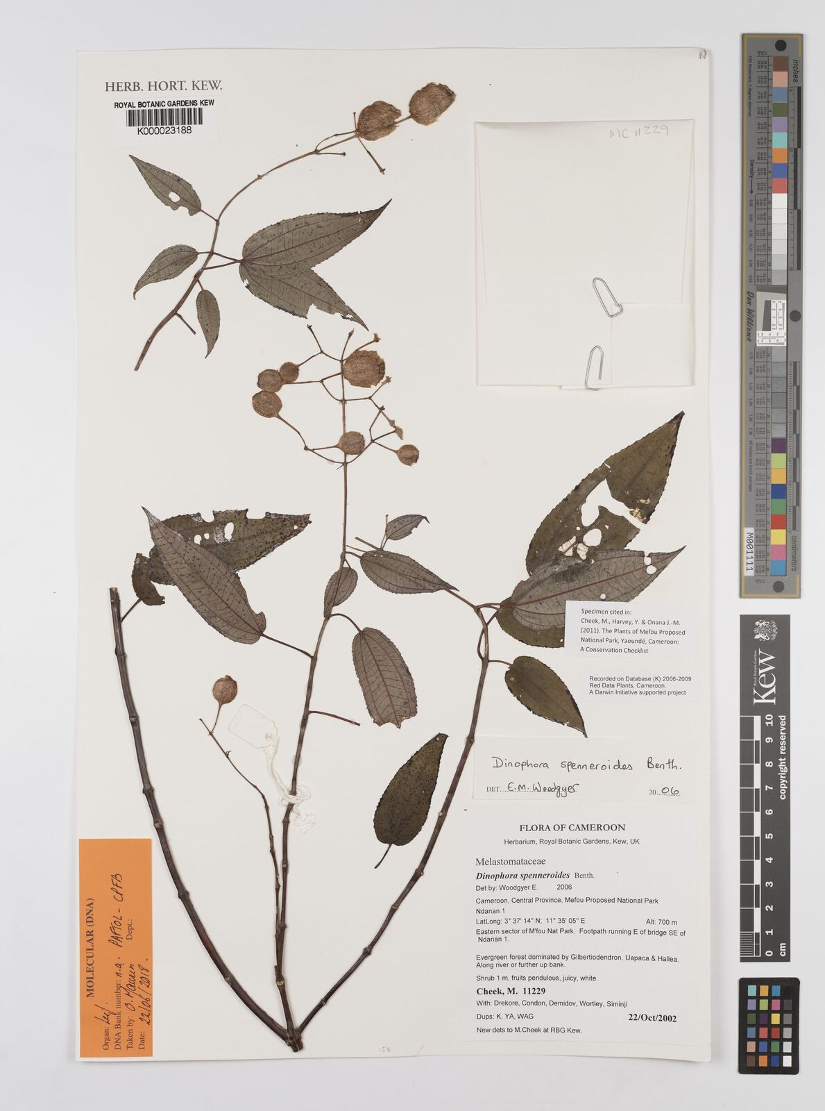 Dinophora spenneroides Benth. | Plants of the World Online | Kew Science