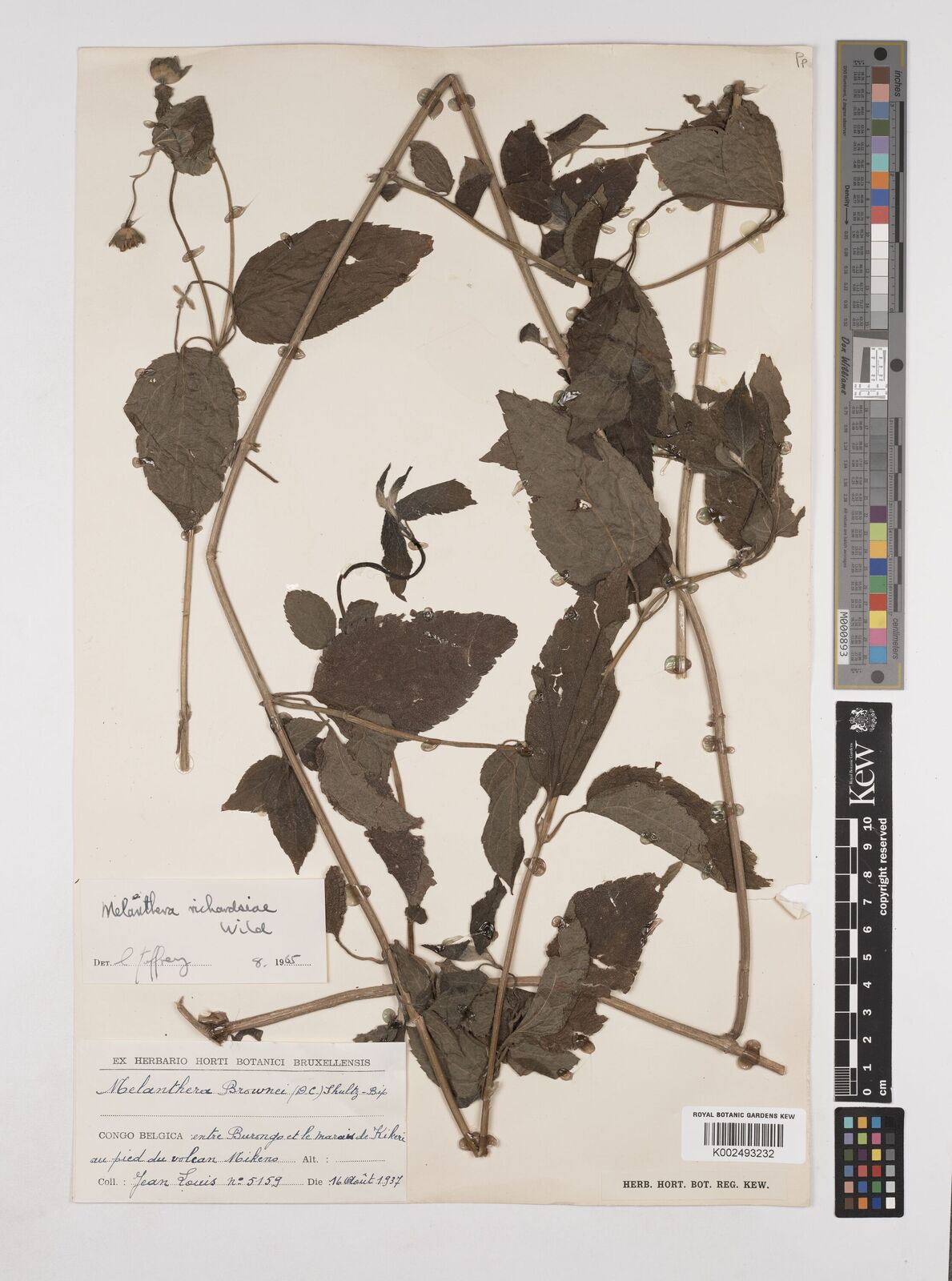 Lipotriche richardsiae (Wild) D.J.N.Hind | Plants of the World Online ...