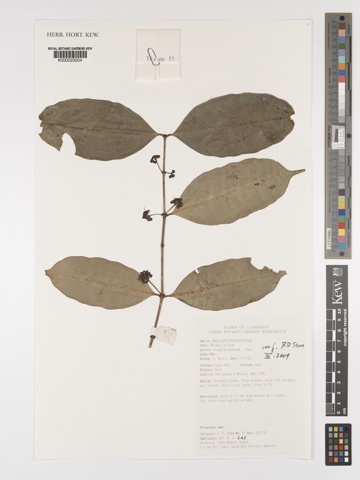 Memecylon englerianum Cogn. | Plants of the World Online | Kew Science