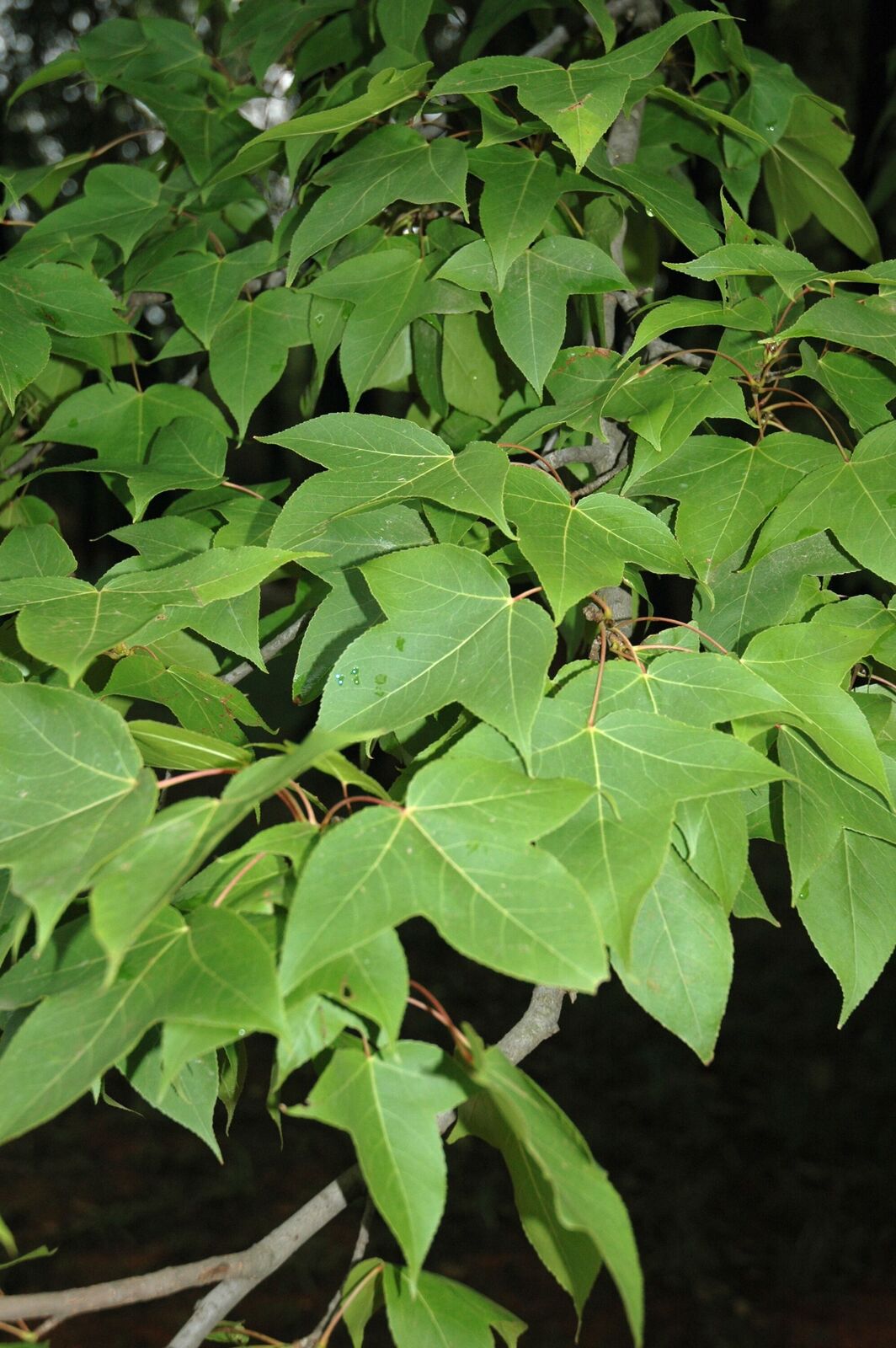 Liquidambar formosana Hance | Plants of the World Online | Kew Science