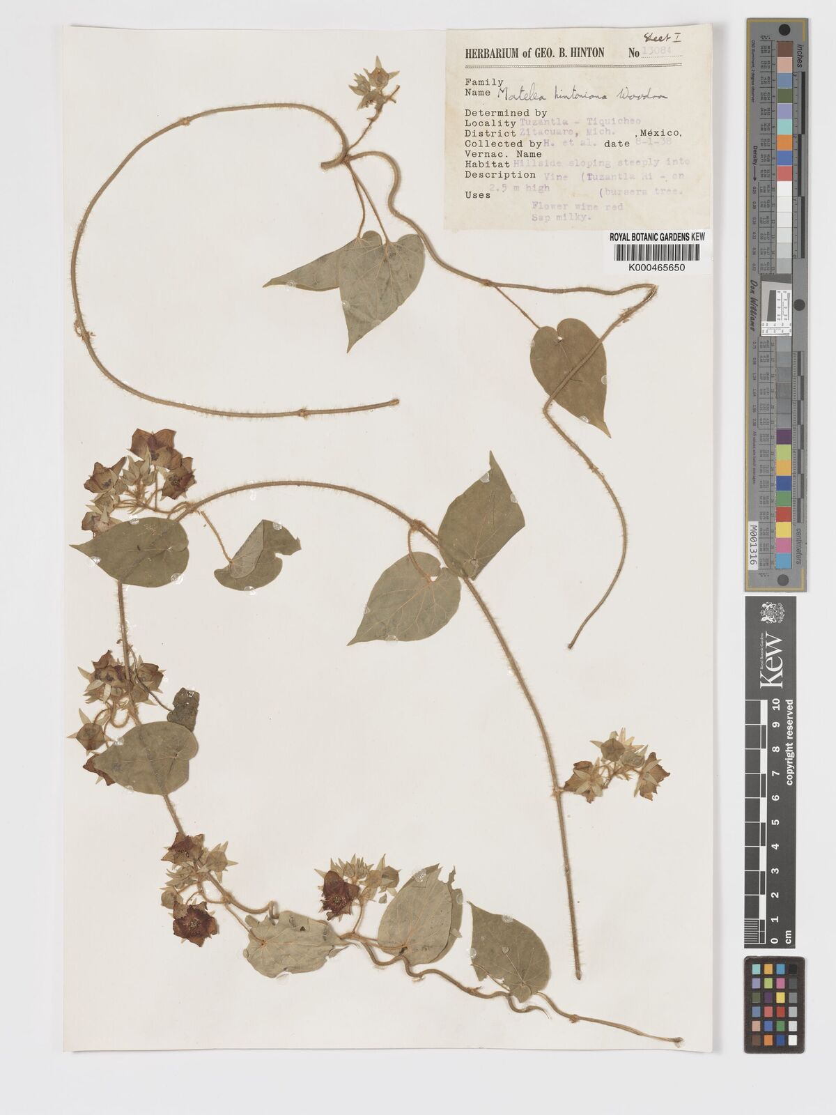 Polystemma guatemalense (Schltr.) W.D.Stevens | Plants of the World ...