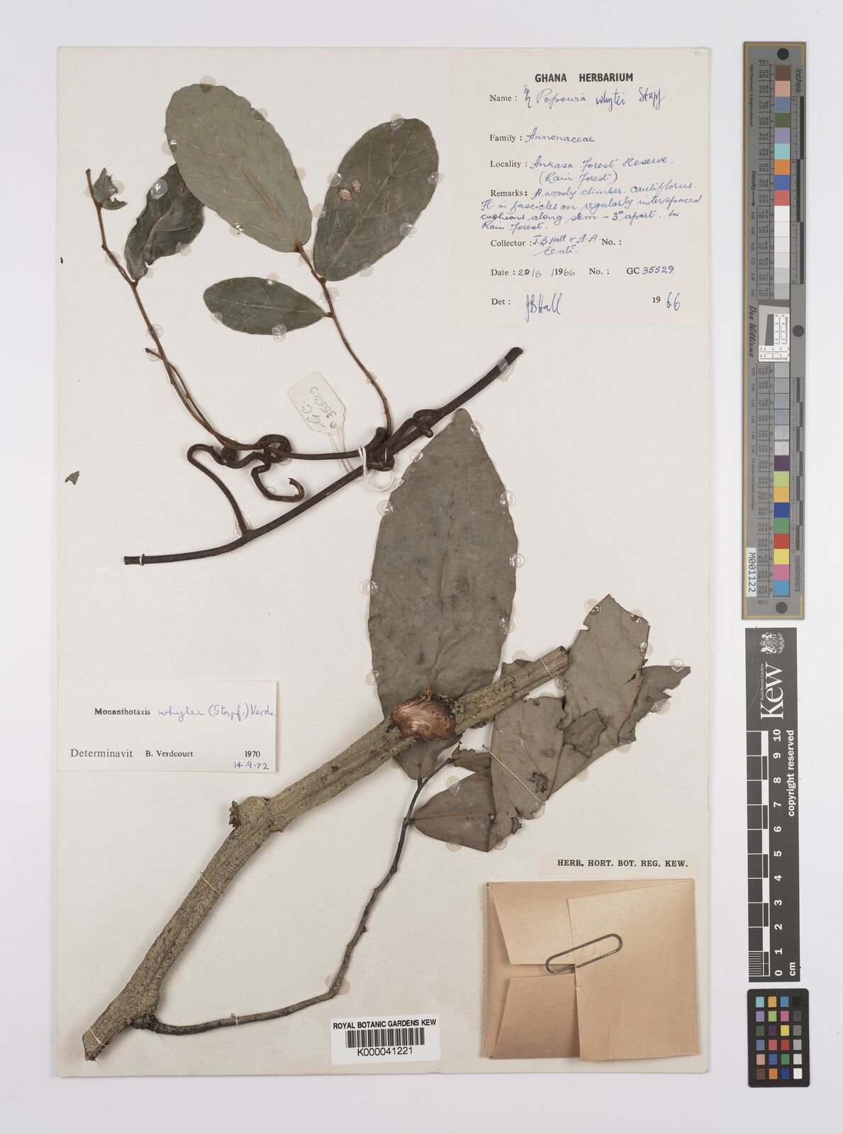 Monanthotaxis whytei (Stapf) Verdc. | Plants of the World Online | Kew ...