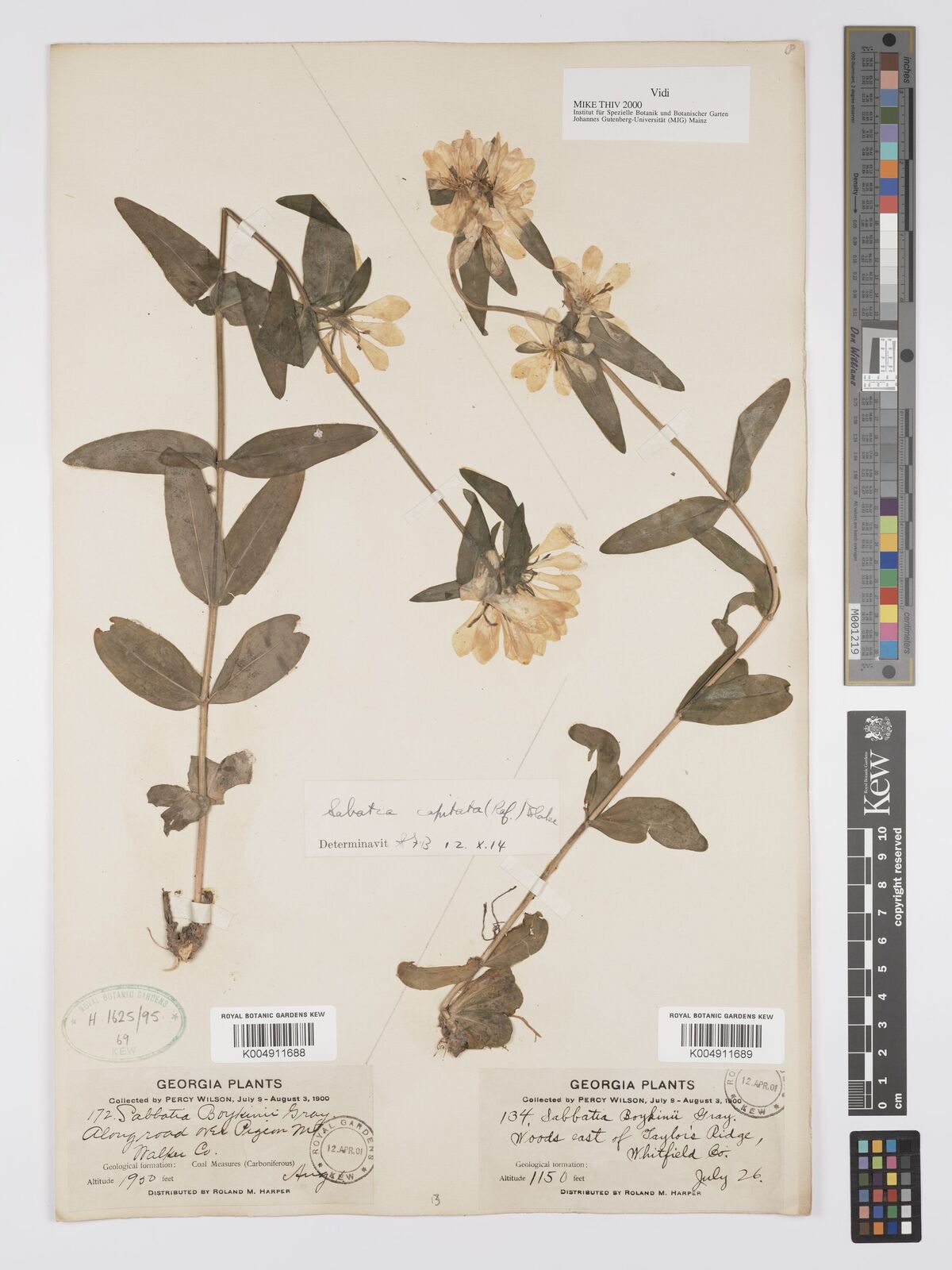 Sabatia capitata (Raf.) S.F.Blake | Plants of the World Online | Kew ...