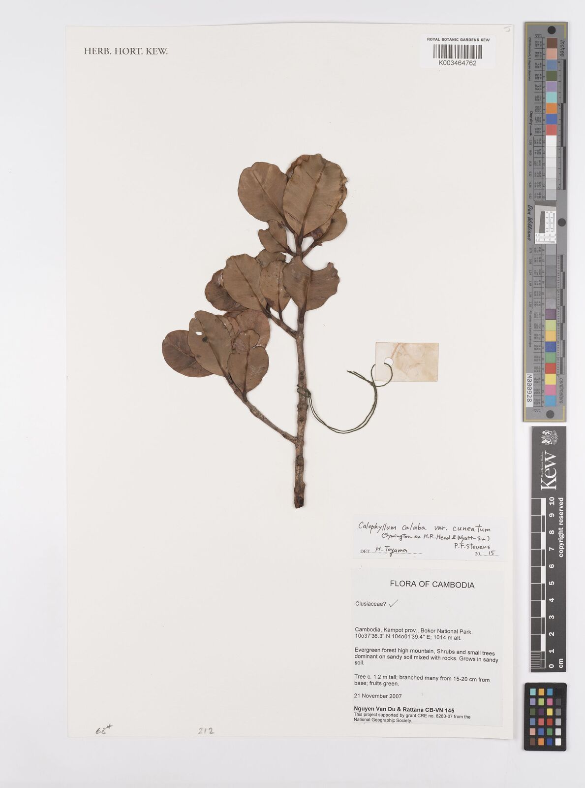 Calophyllum calaba var. cuneatum (M.R.Hend. & Wyatt-Sm.) P.F.Stevens ...