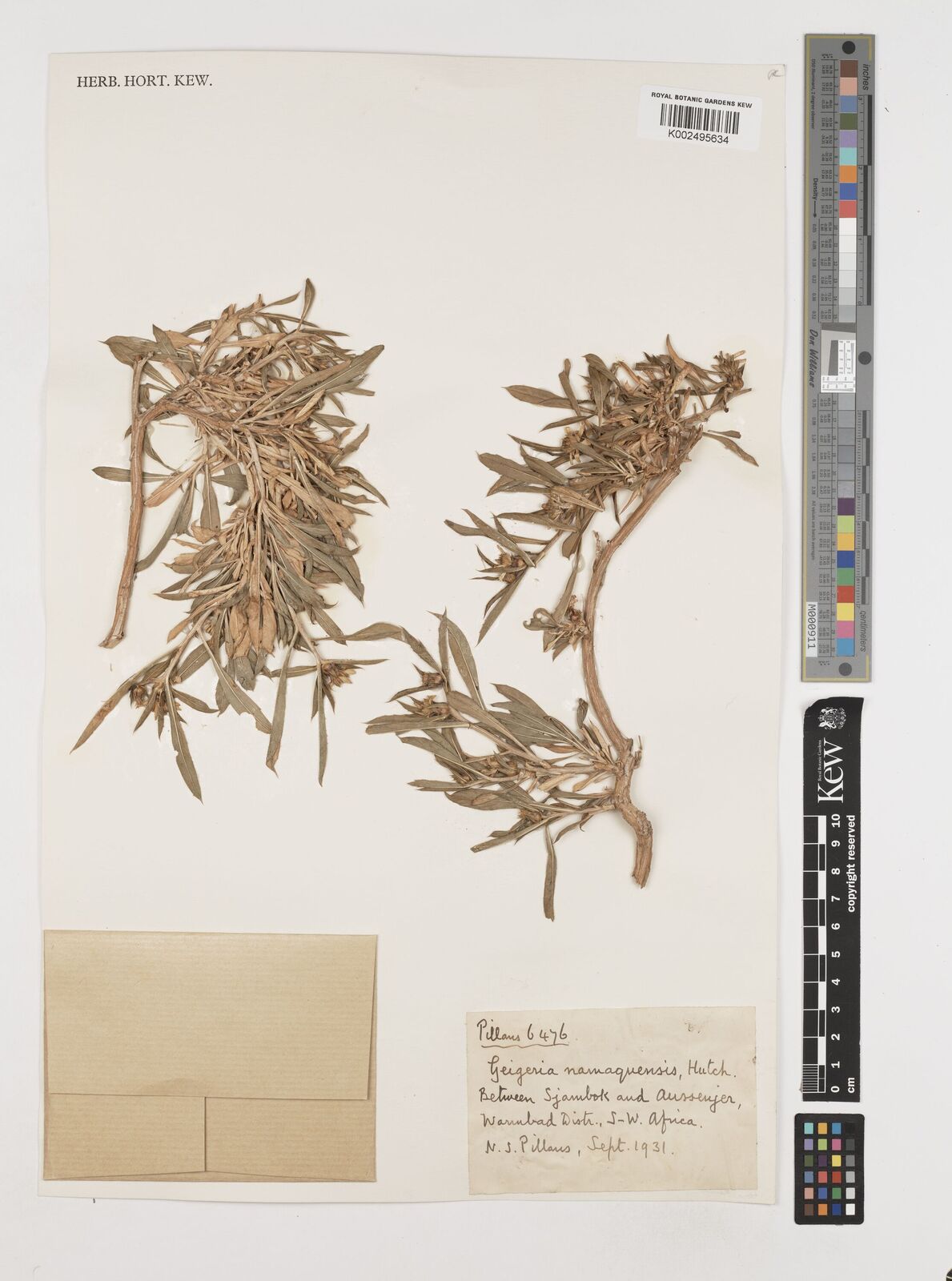 Geigeria vigintisquamea O.Hoffm. | Plants of the World Online | Kew Science