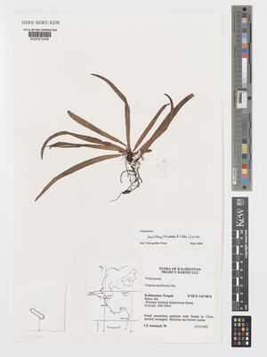 Haplopteris ensiformis (Sw.) E.H.Crane | Plants of the World Online ...