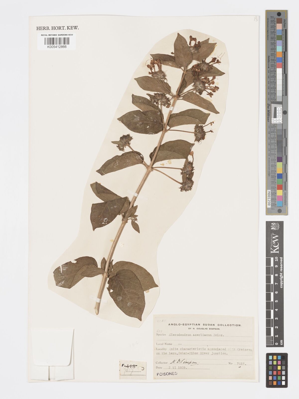 Volkameria acerbiana Vis. | Plants of the World Online | Kew Science