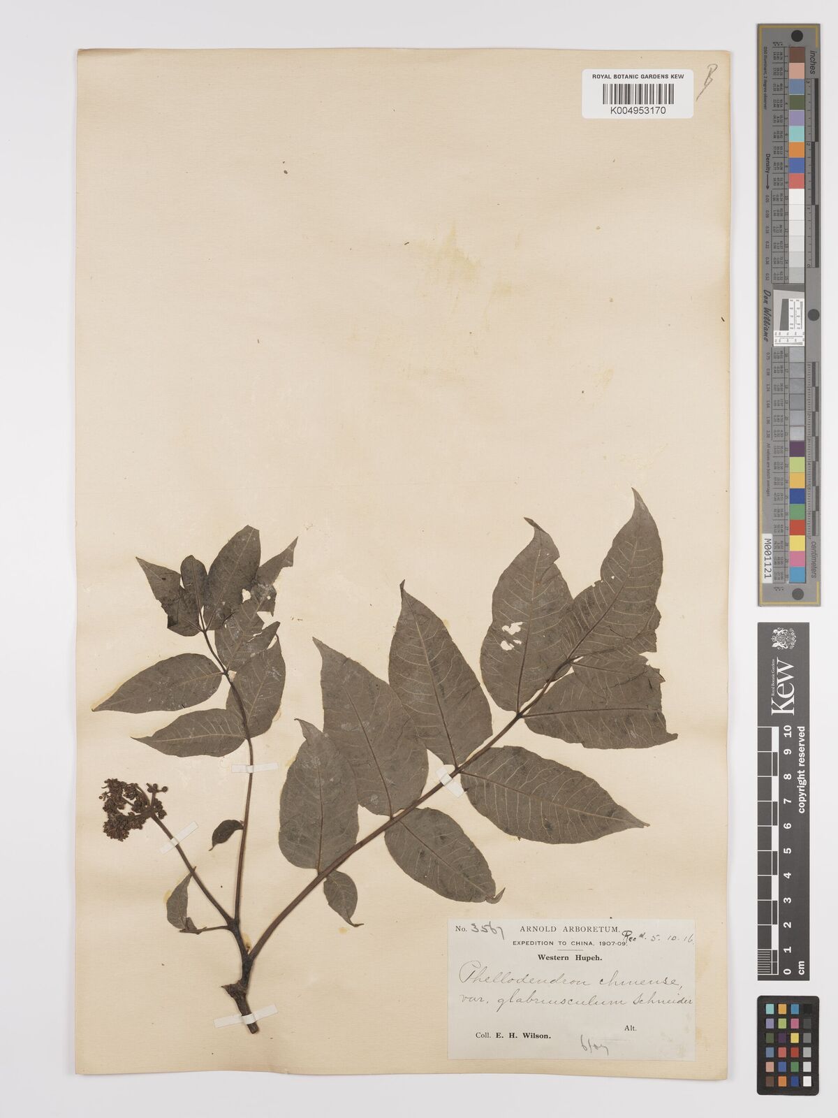 Phellodendron chinense var. glabriusculum C.K.Schneid. | Plants of the ...