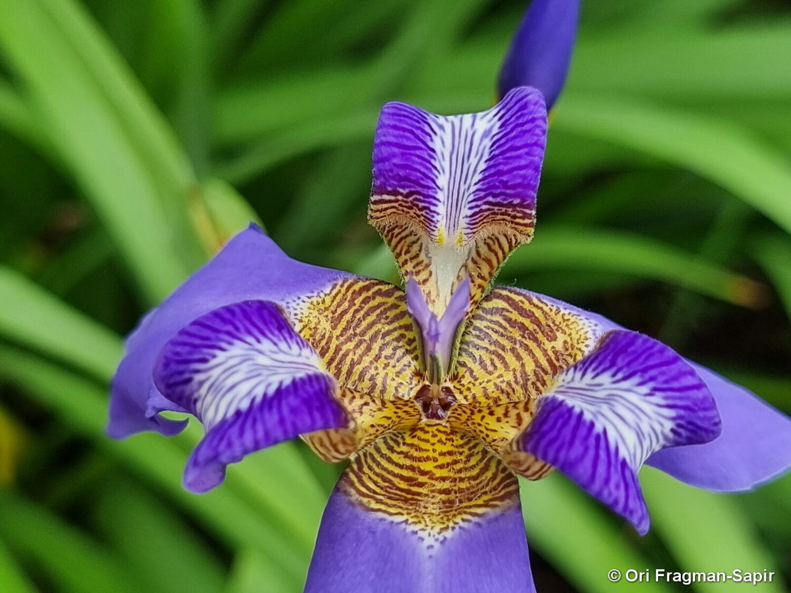 Trimezia coerulea (G.Lodd.) Ravenna | Plants of the World Online | Kew ...