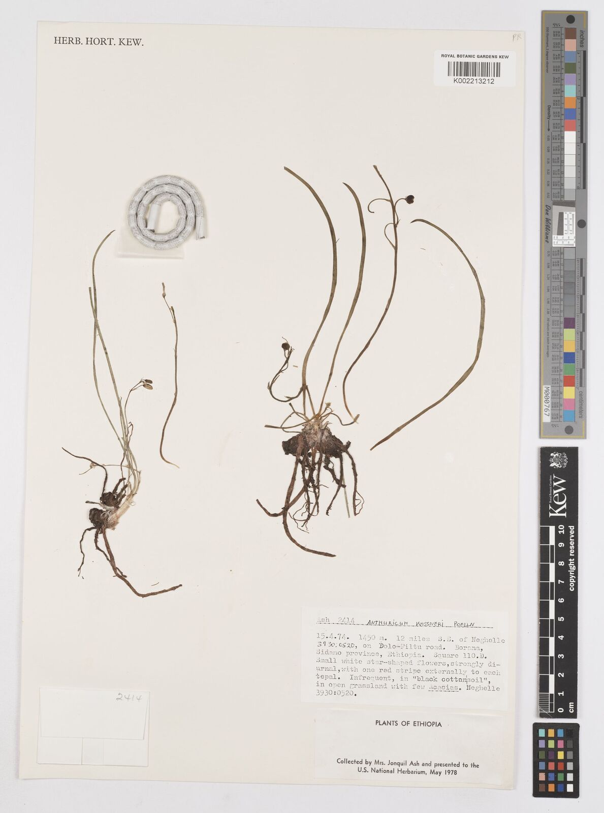 Trachyandra saltii (Baker) Oberm. | Plants of the World Online | Kew ...
