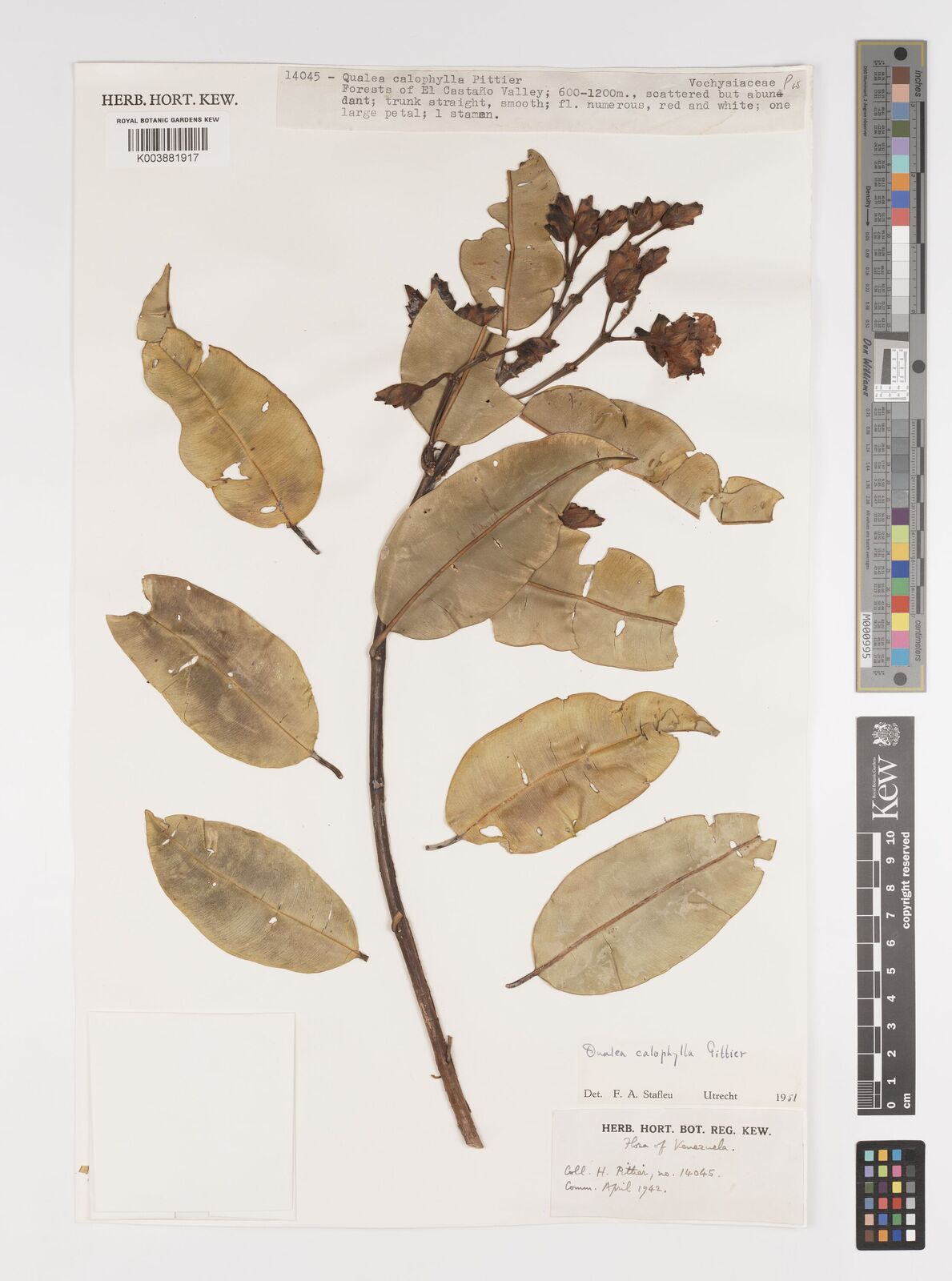 Qualea calophylla Pittier | Plants of the World Online | Kew Science