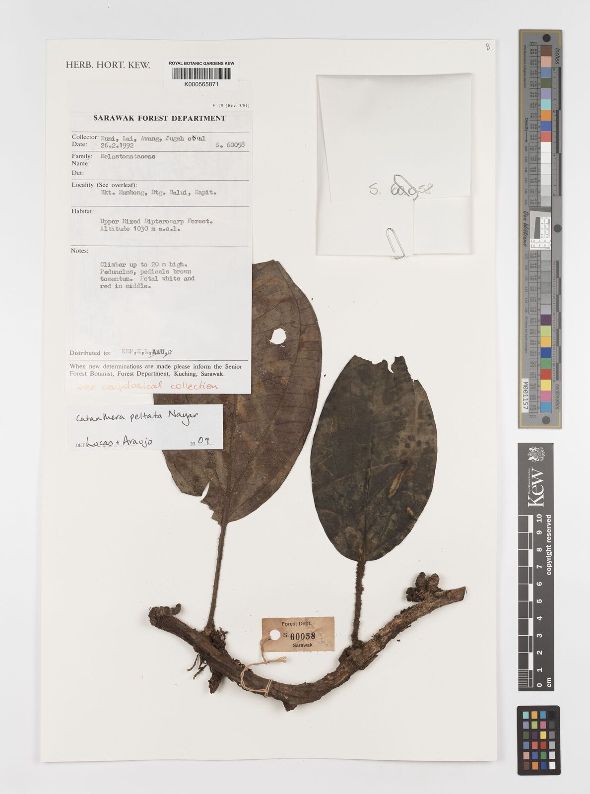 Catanthera peltata M.P.Nayar | Plants of the World Online | Kew Science