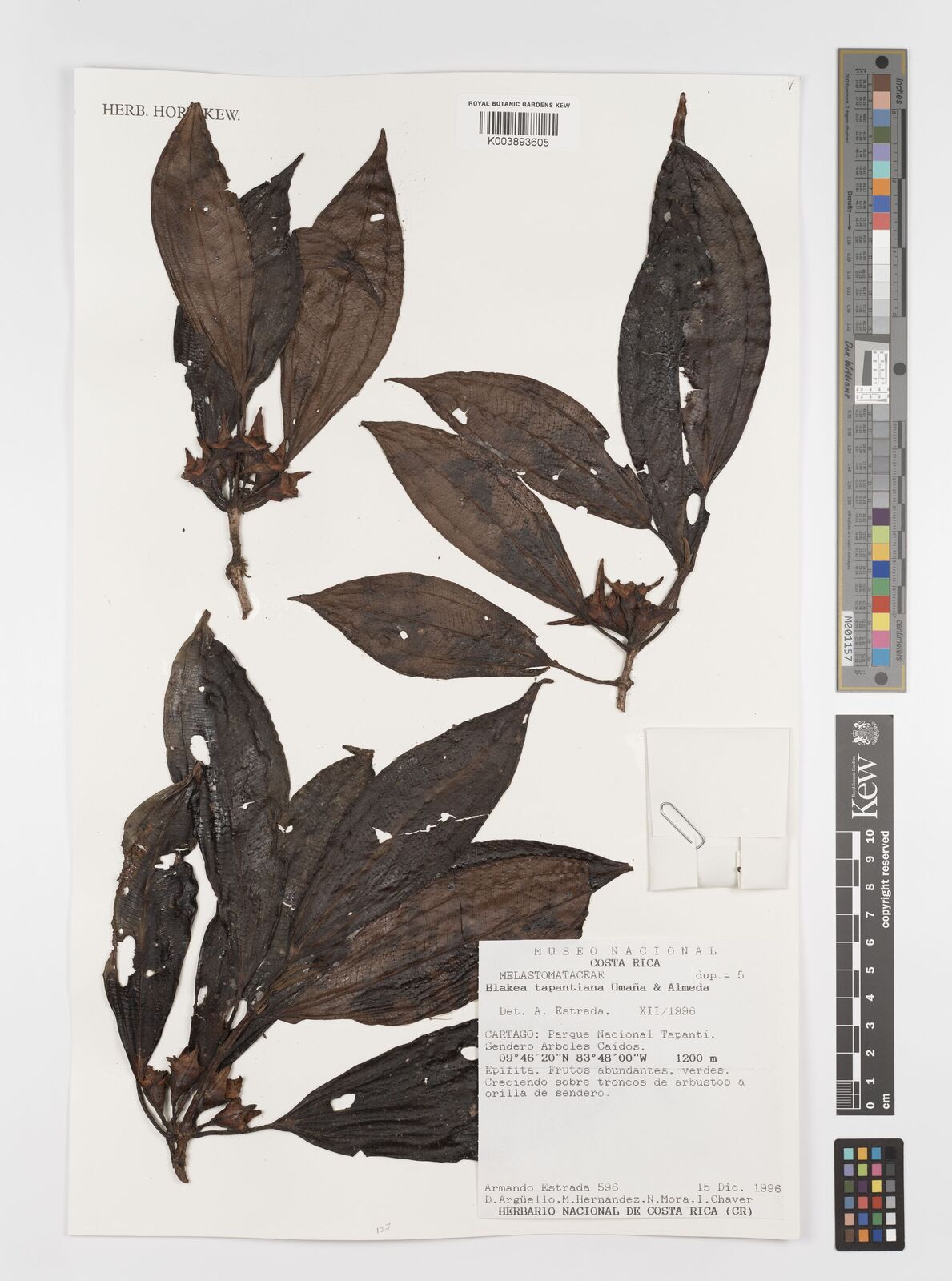 Blakea tapantiana Umaña & Almeda | Plants of the World Online | Kew Science