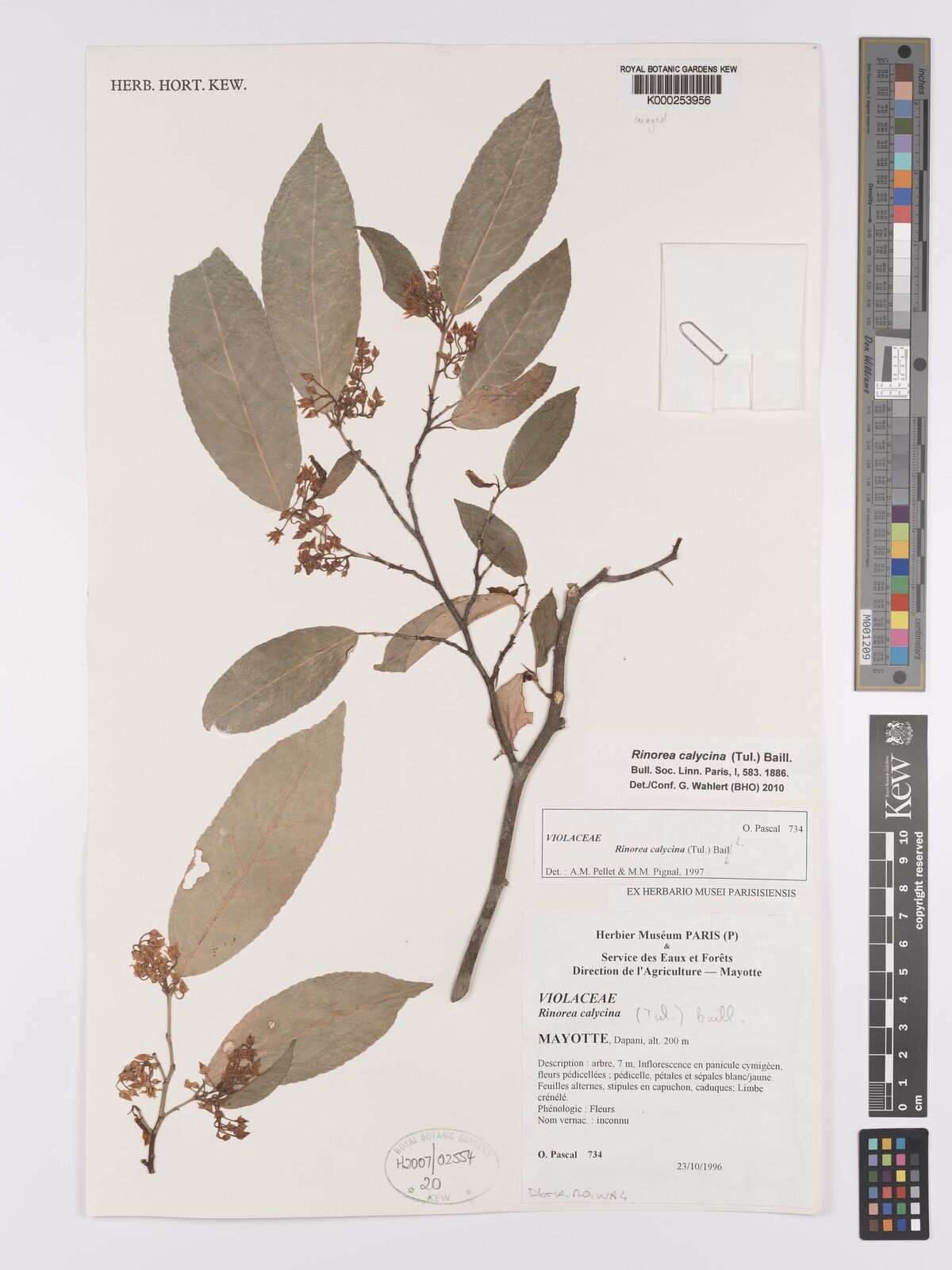 Rinorea calycina (Tul.) Baill. | Plants of the World Online | Kew Science