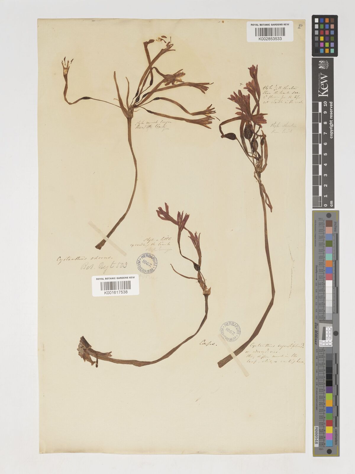 Cyrtanthus odorus Ker Gawl. | Plants of the World Online | Kew Science