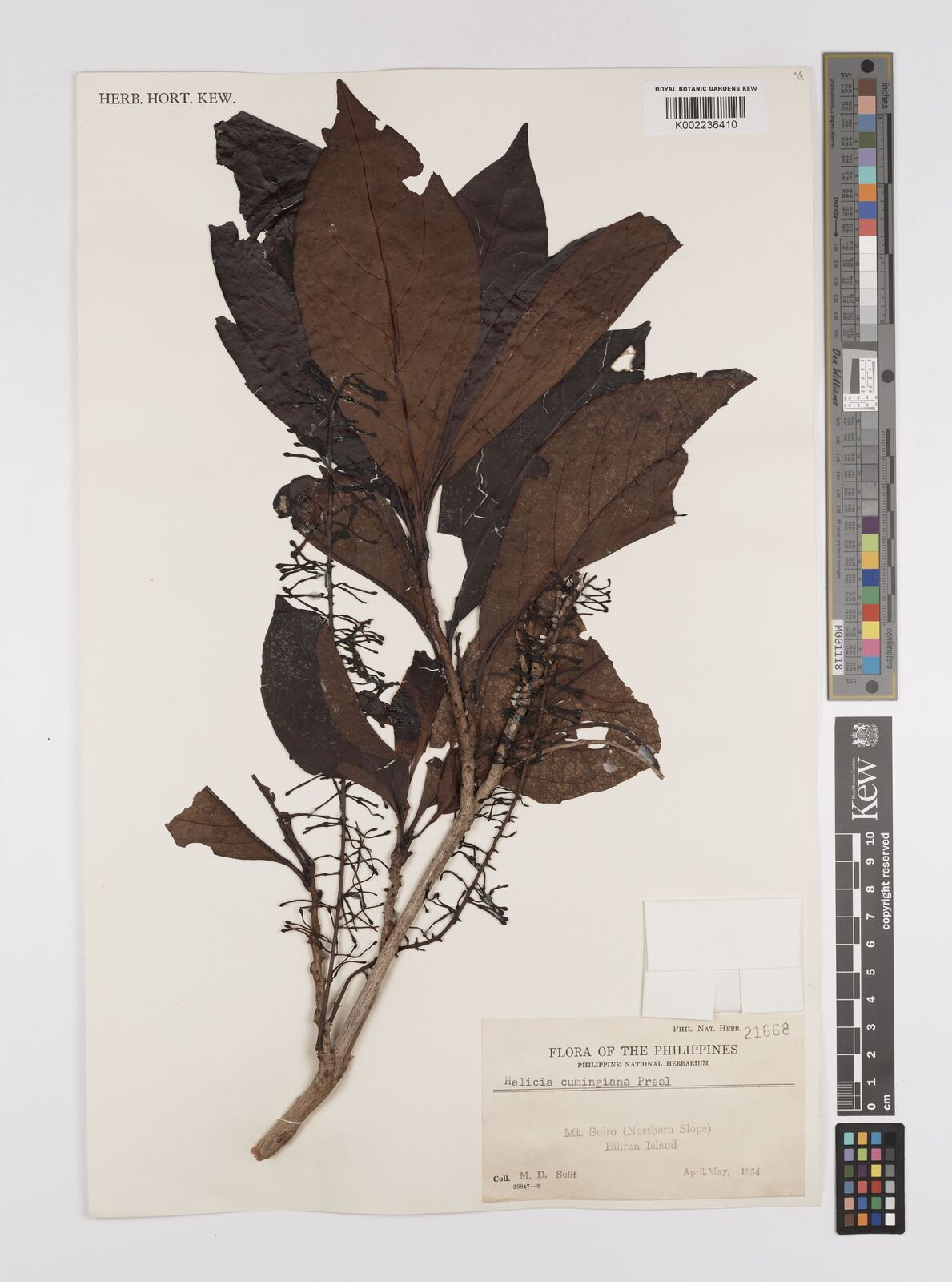 Helicia robusta var. robusta | Plants of the World Online | Kew Science