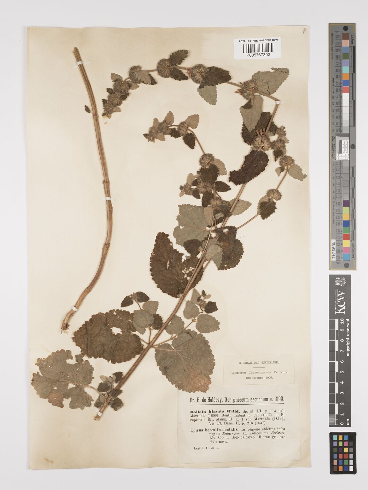 Pseudodictamnus macedonicus (Vandas) Salmaki & Siadati | Plants of the ...