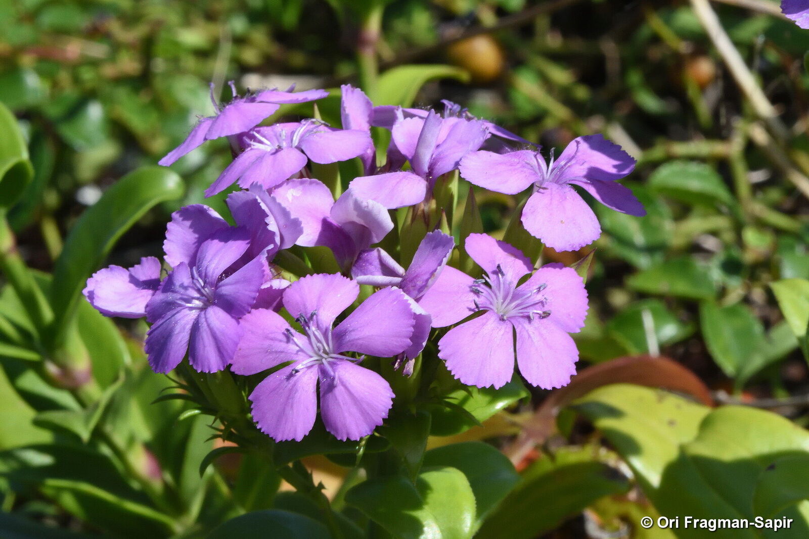 Dianthus japonicus Thunb. | Plants of the World Online | Kew Science
