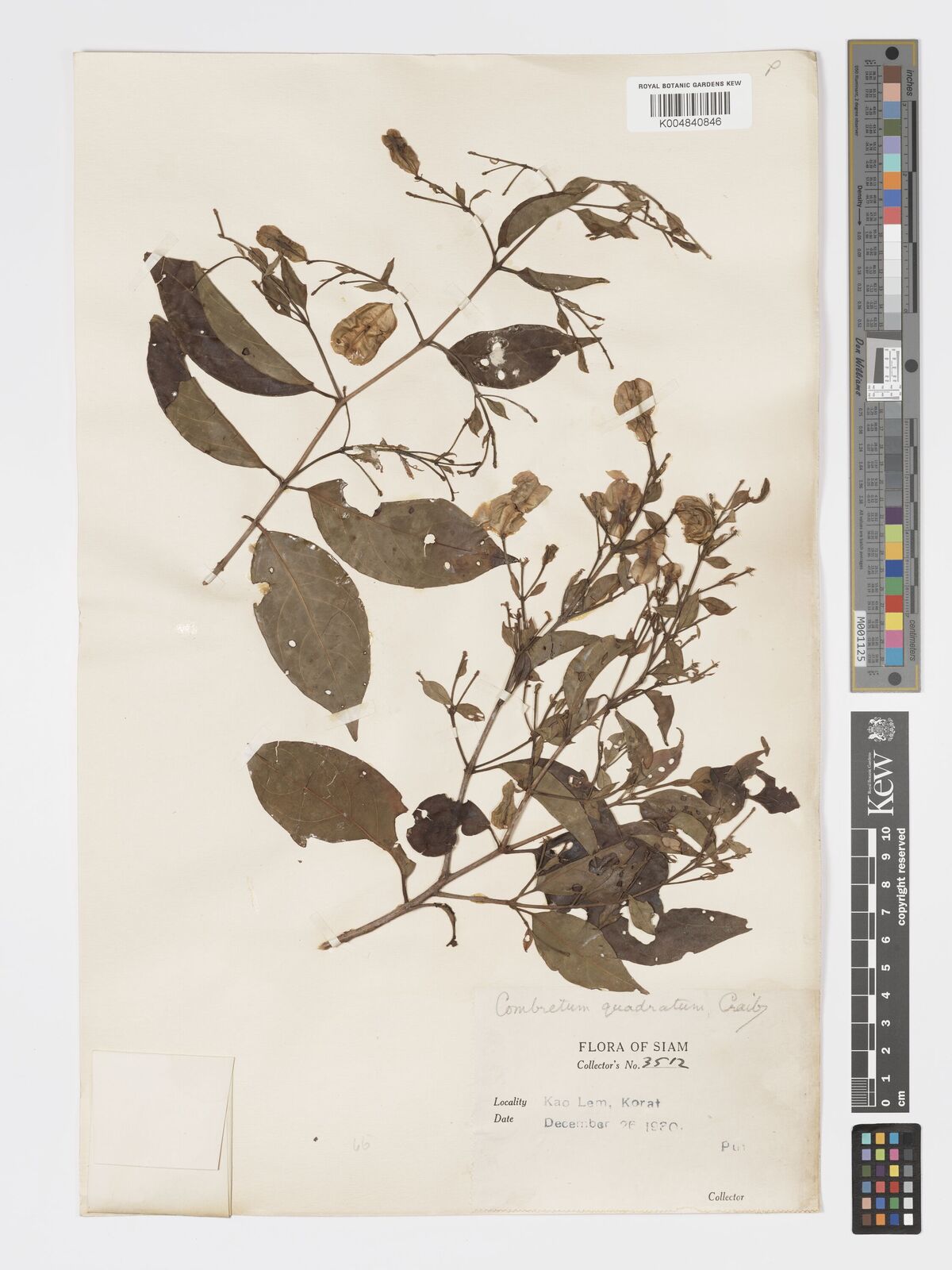 Combretum punctatum var. punctatum | Plants of the World Online | Kew ...